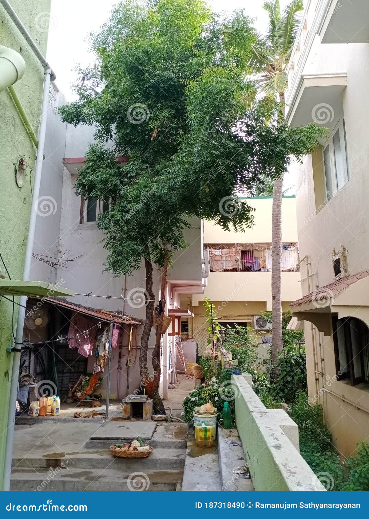 Giant Neem tree fresh air stock photo. Image of fresh - 187318490