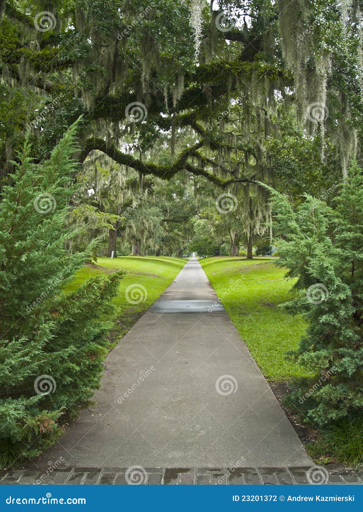 Giant Oak Pathway stock photo. Image of path, garden - 23201372