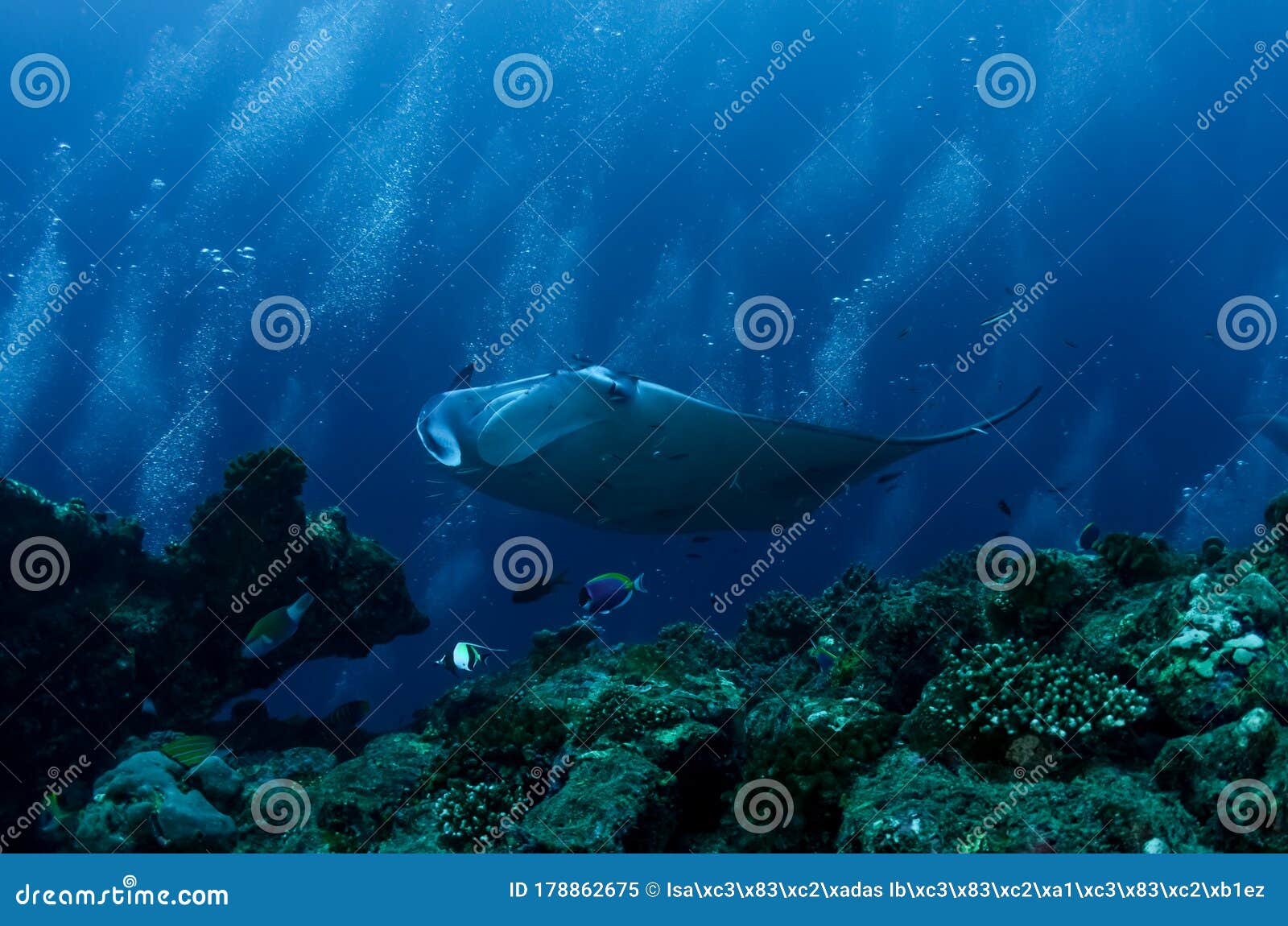 The Giant Oceanic Manta Ray Mobula Birostris Stock Image - Image of ...