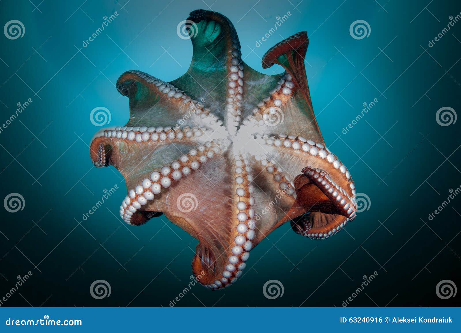 Giant octopus in the deep stock photo. Image of wild - 63240916