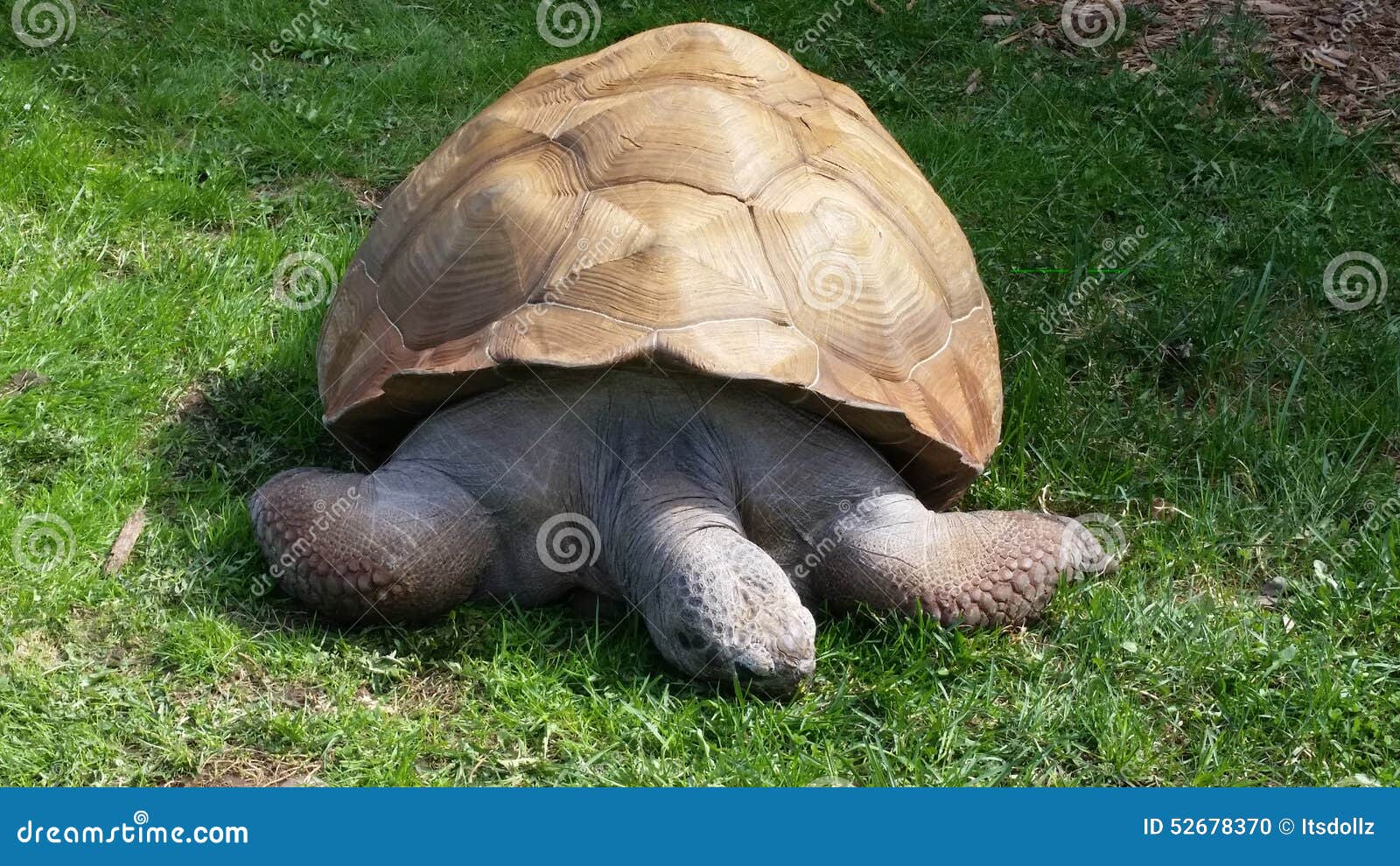 Giant Old Tortoise stock photo. Image of years, giant - 52678370