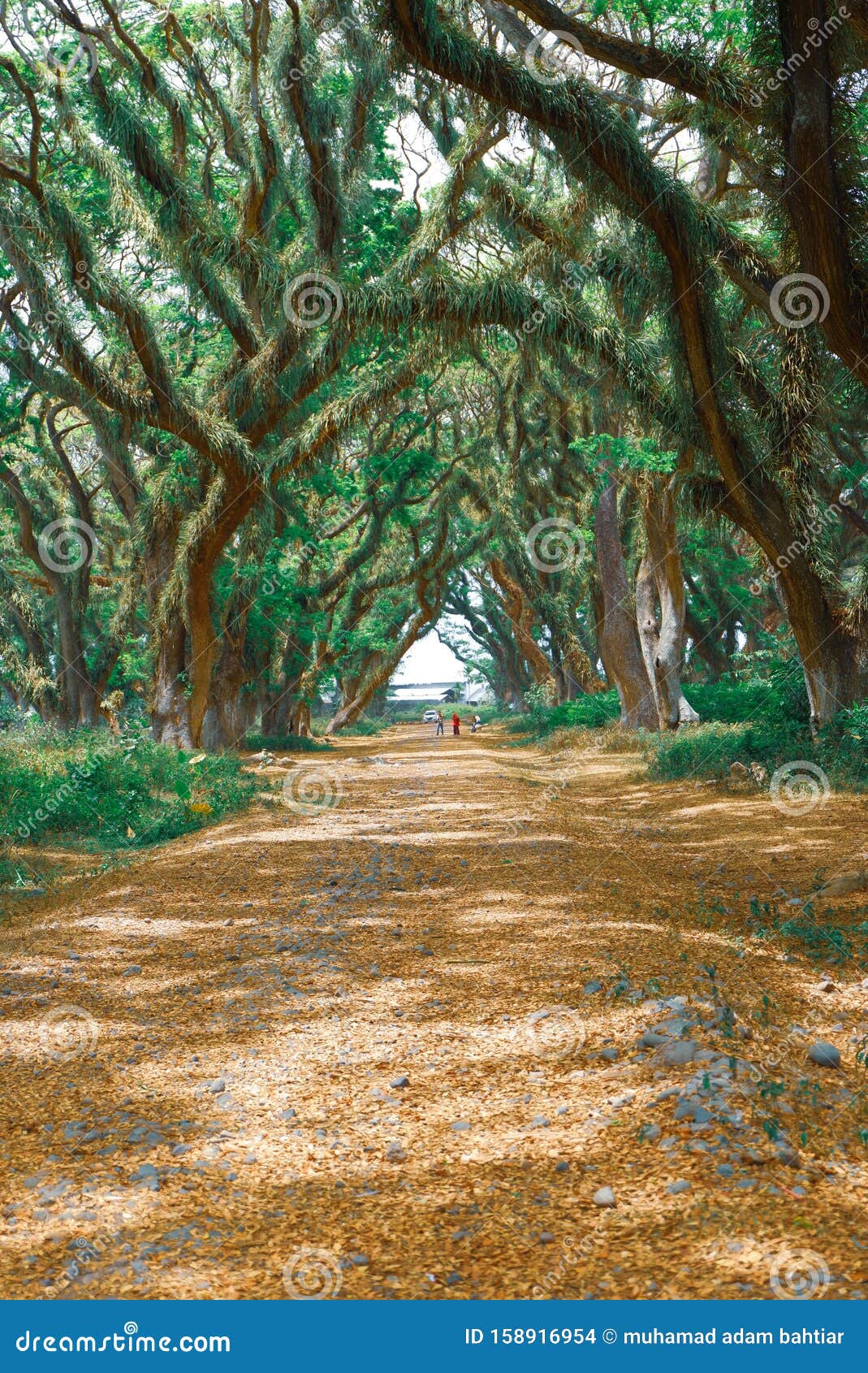 Giant old tree stock photo. Image of green, vintage - 158916954