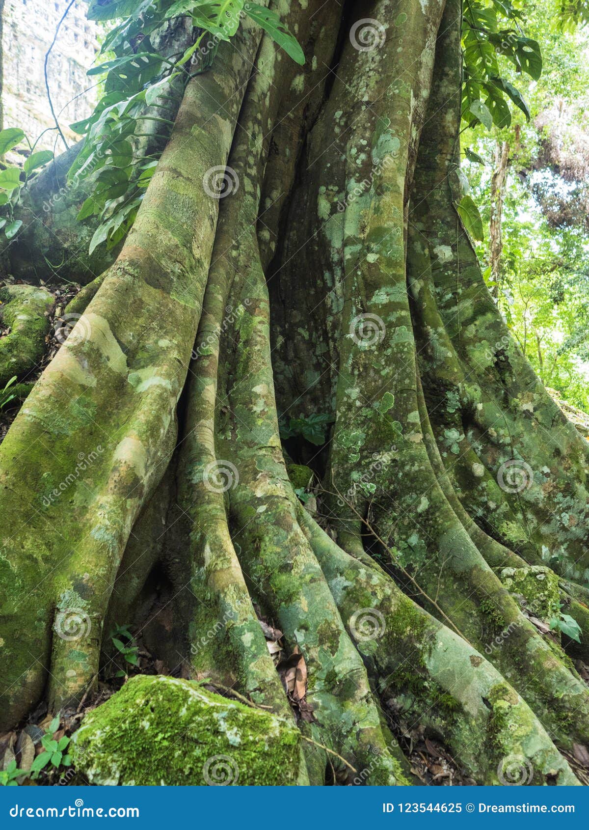 Giant Trees With Roots