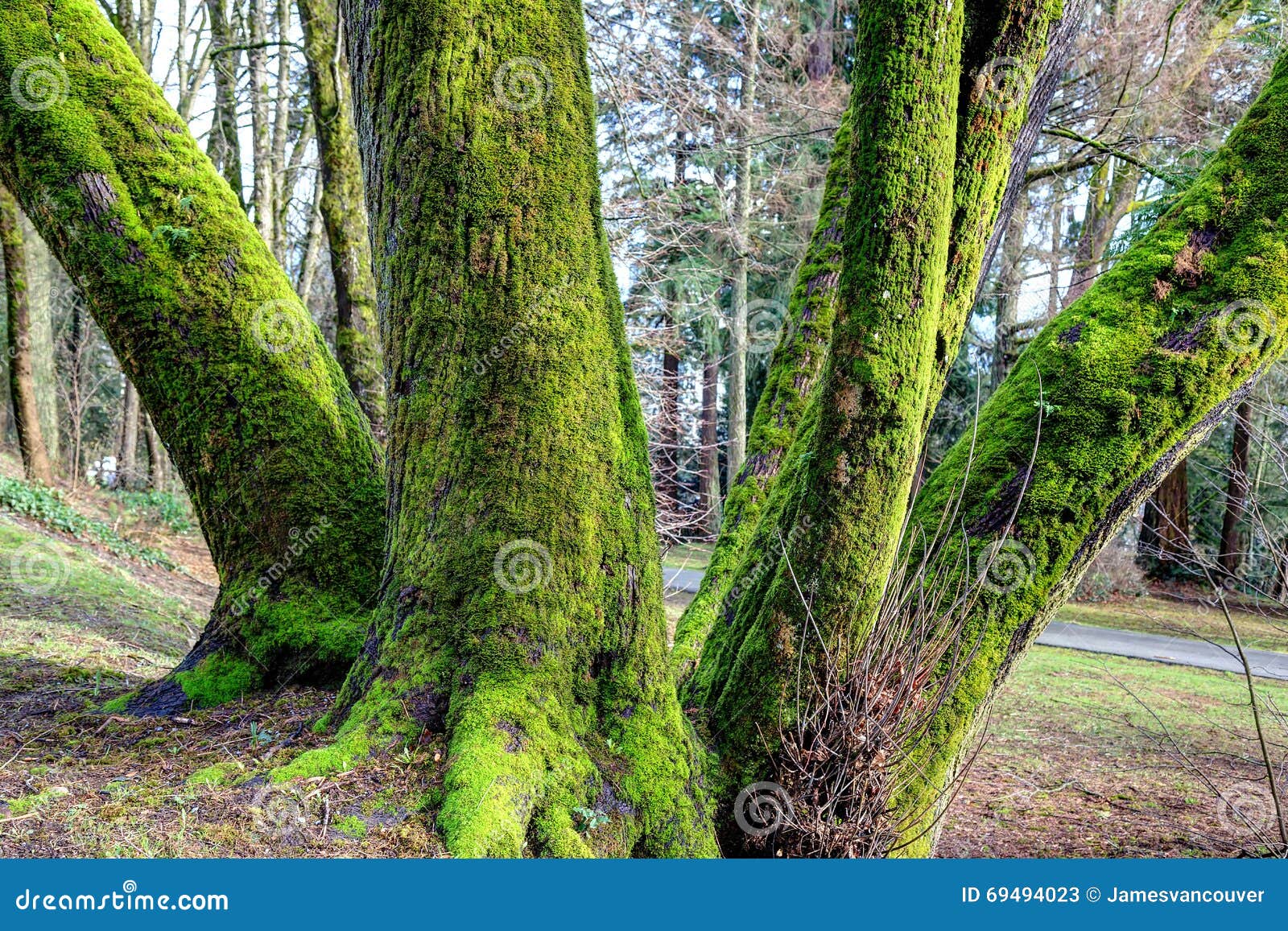 Giant Old Tree with Moss on Bark Stock Image - Image of tall, natural ...
