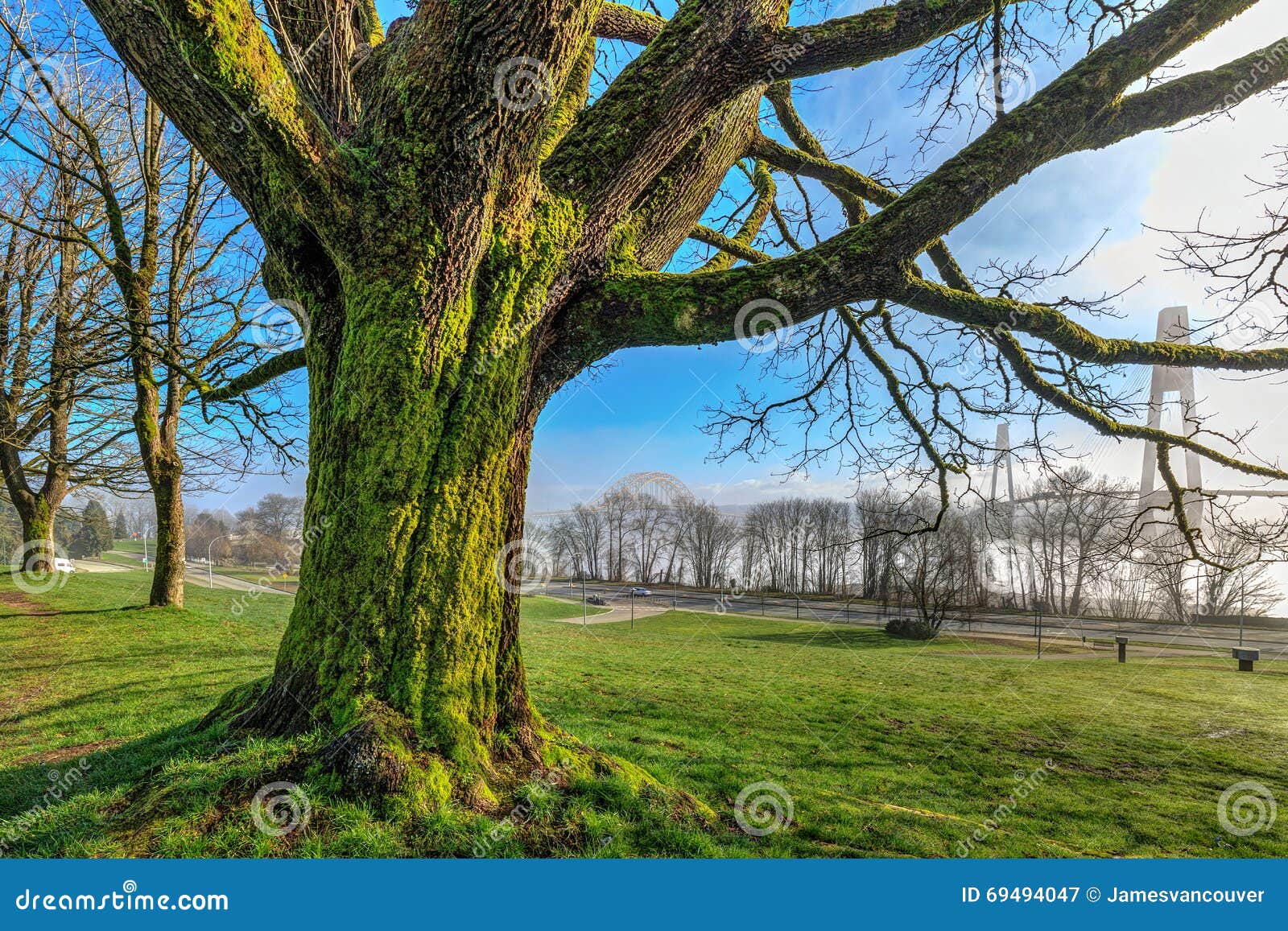 Giant Old Tree with Moss on Bark Stock Image - Image of history, brown ...