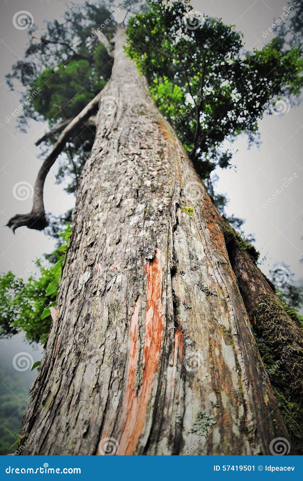 Giant old tree stock image. Image of tall, nature, forest - 57419501
