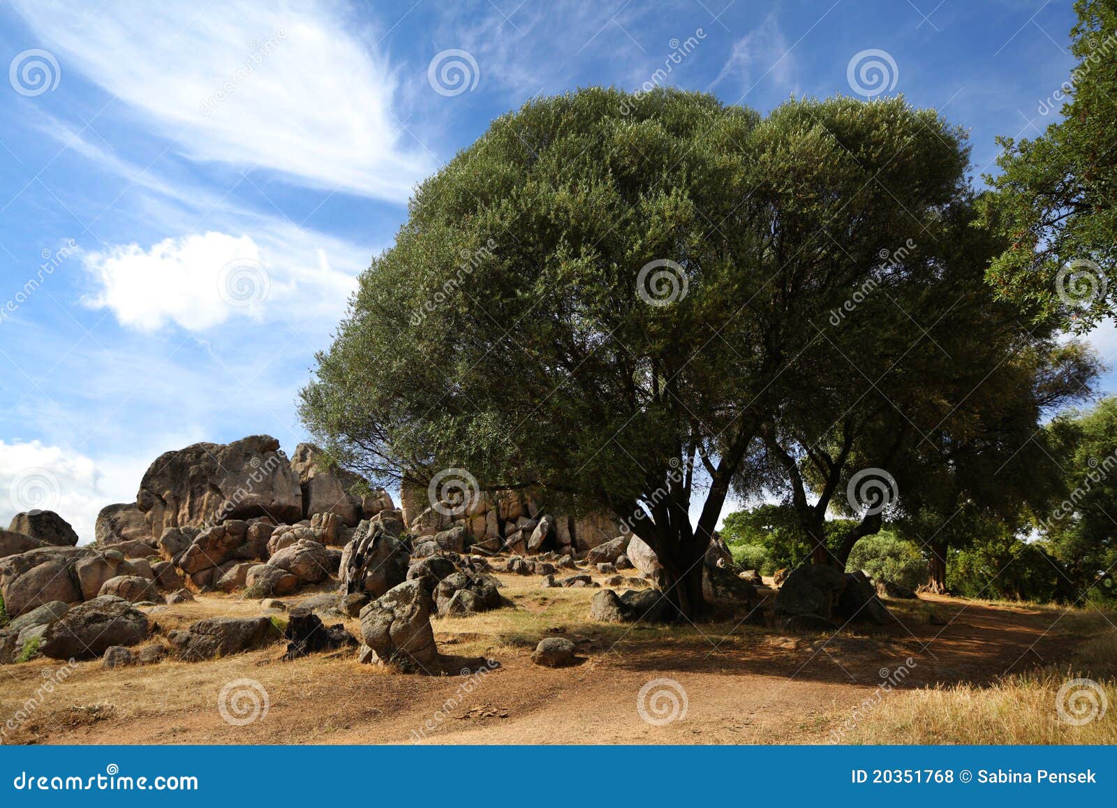 Giant olive tree stock photo. Image of europe, production - 20351768