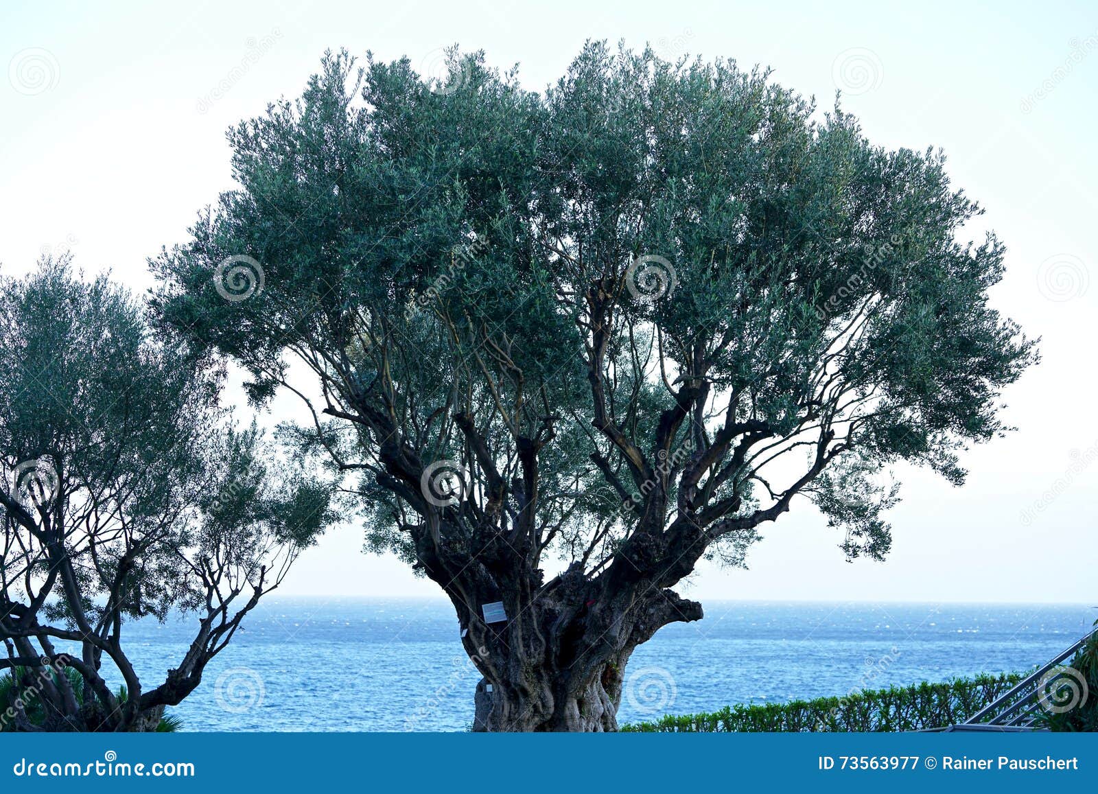 Giant olive tree stock image. Image of funchal, spring - 73563977