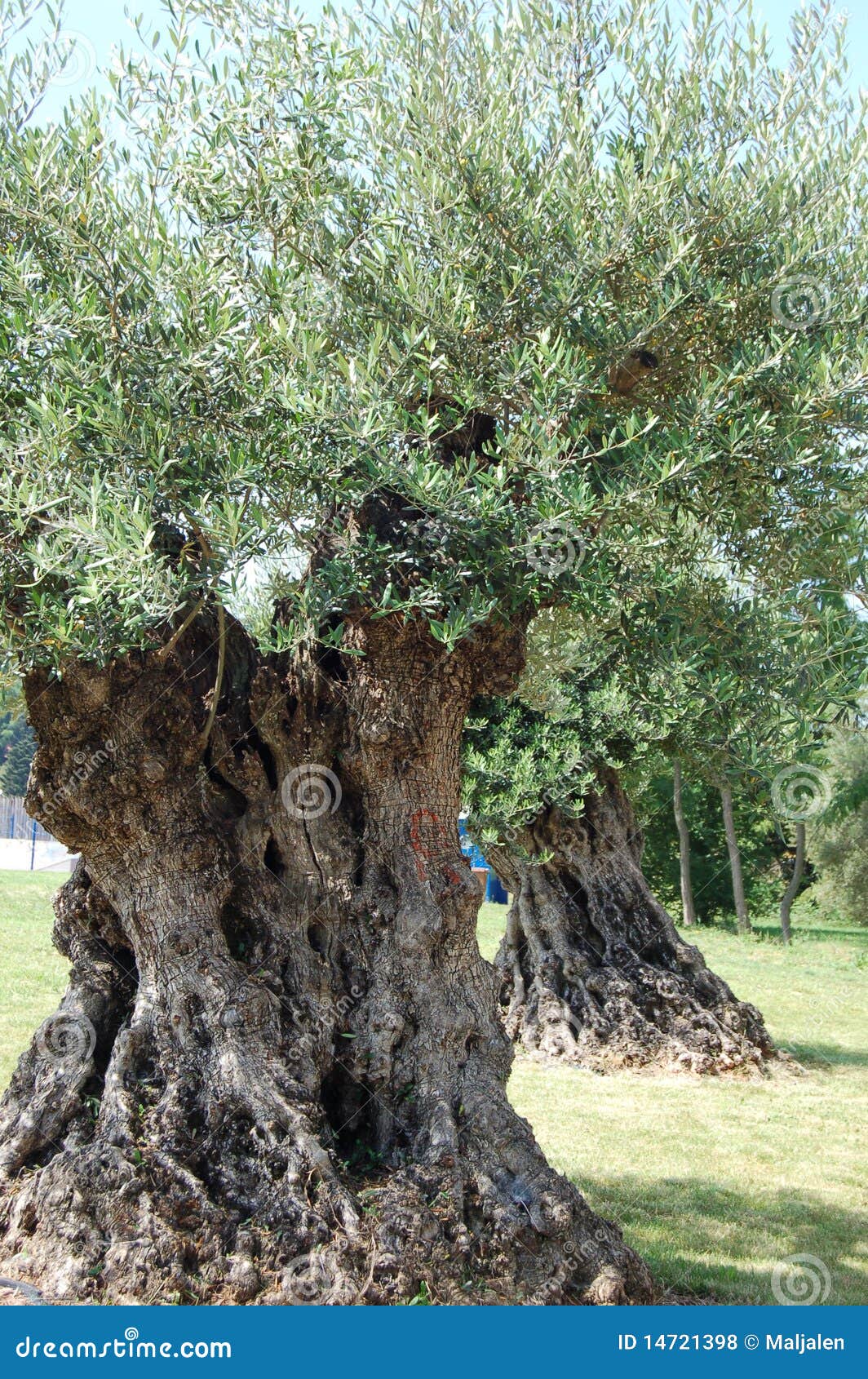 Giant olive trees stock photo. Image of outdoors, natural - 14721398