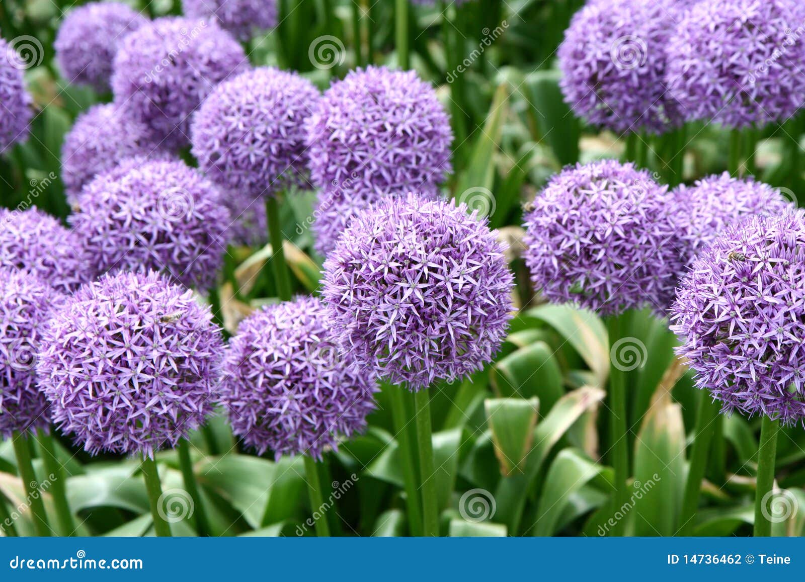 Giant Onion stock photo. Image of garden, beauty, chives - 14736462
