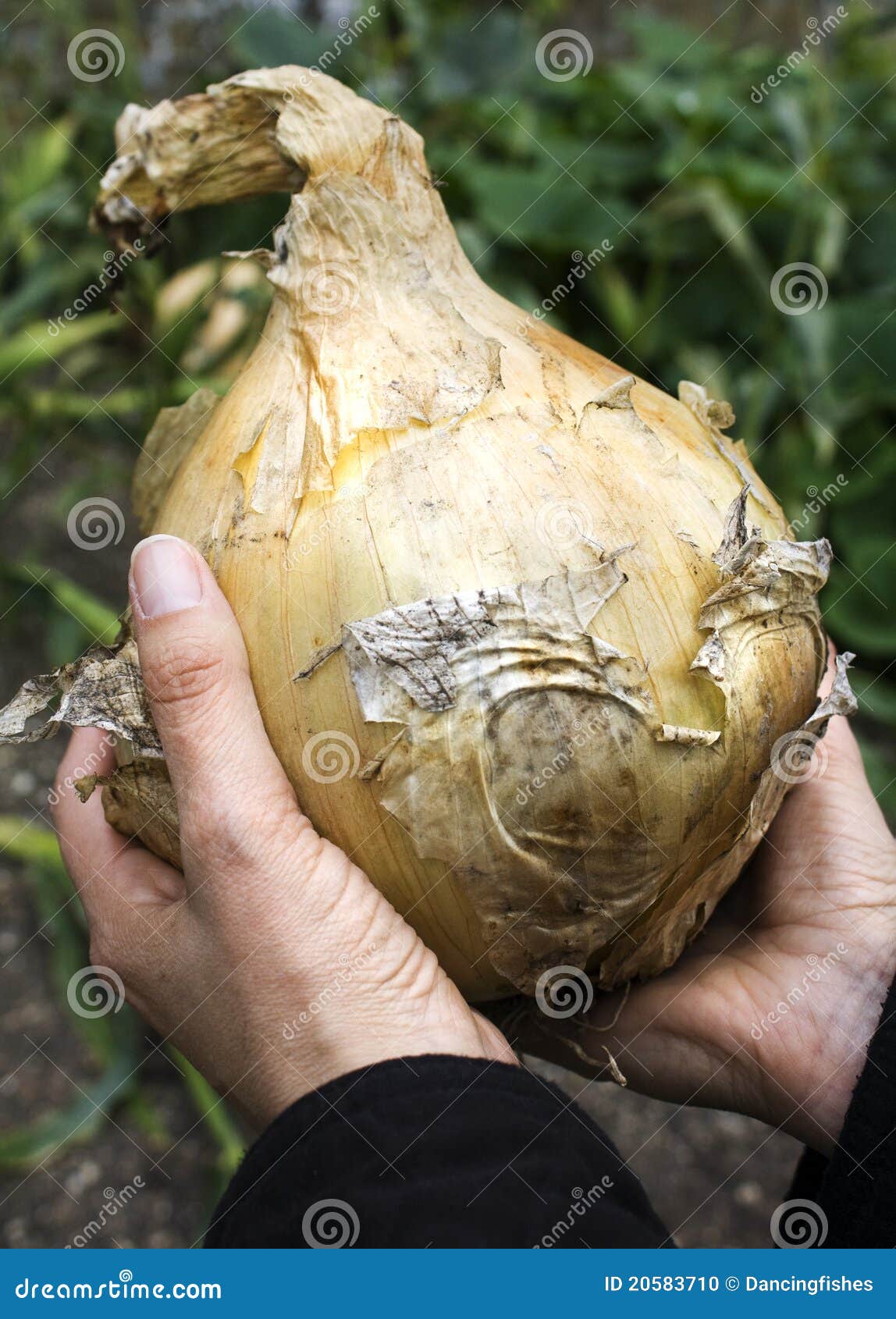 Giant onion stock photo. Image of onion, crop, growth - 20583710