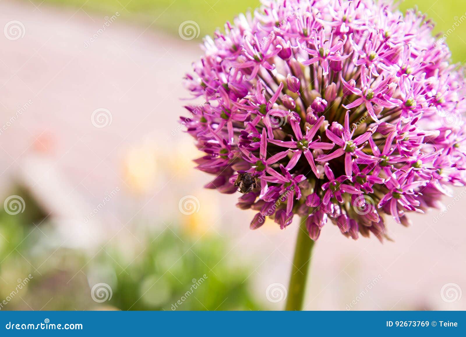 Giant onion flower stock image. Image of allium, spring - 92673769