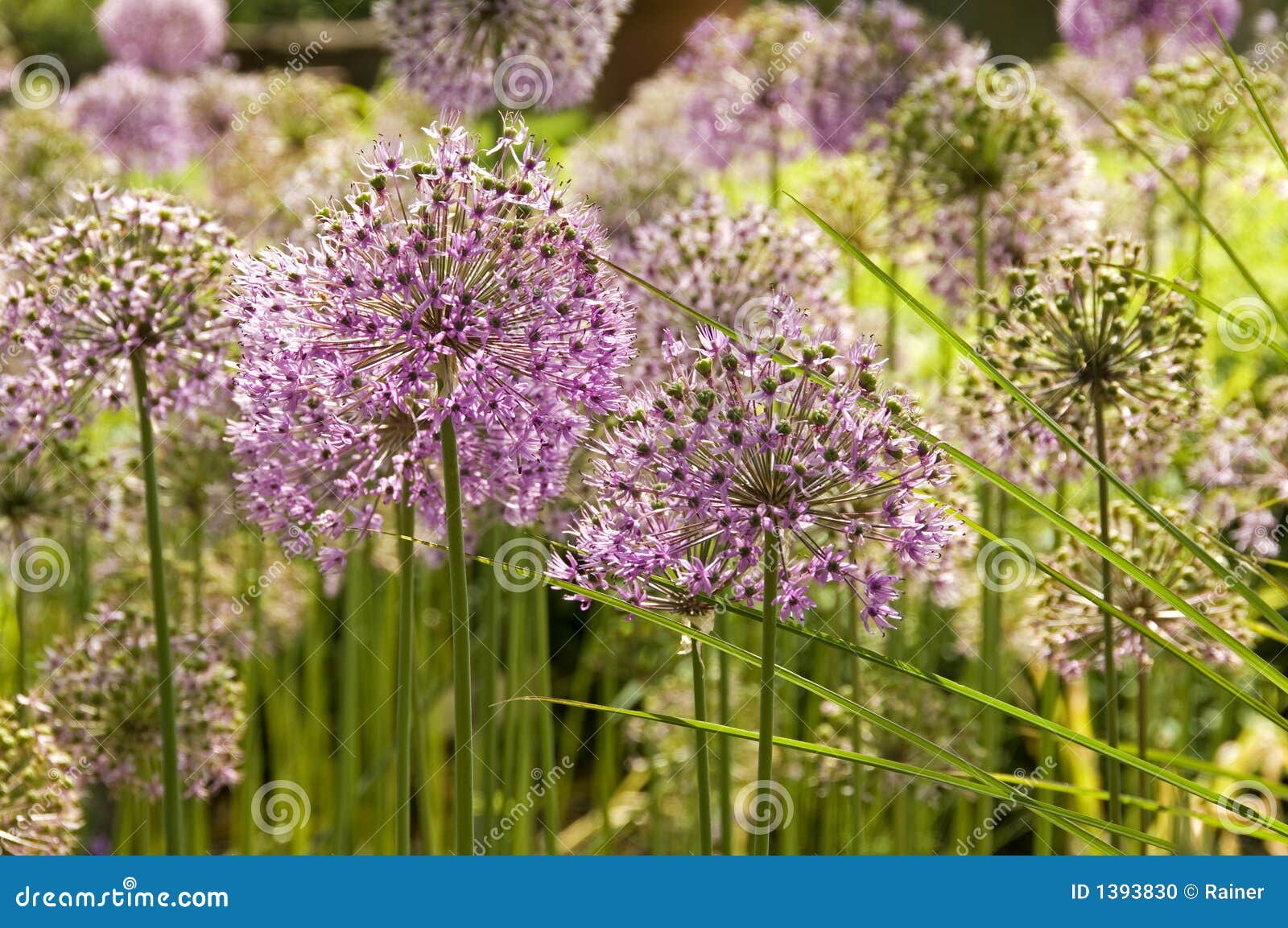 Giant Onion flowers stock photo. Image of botany, lilac - 1393830