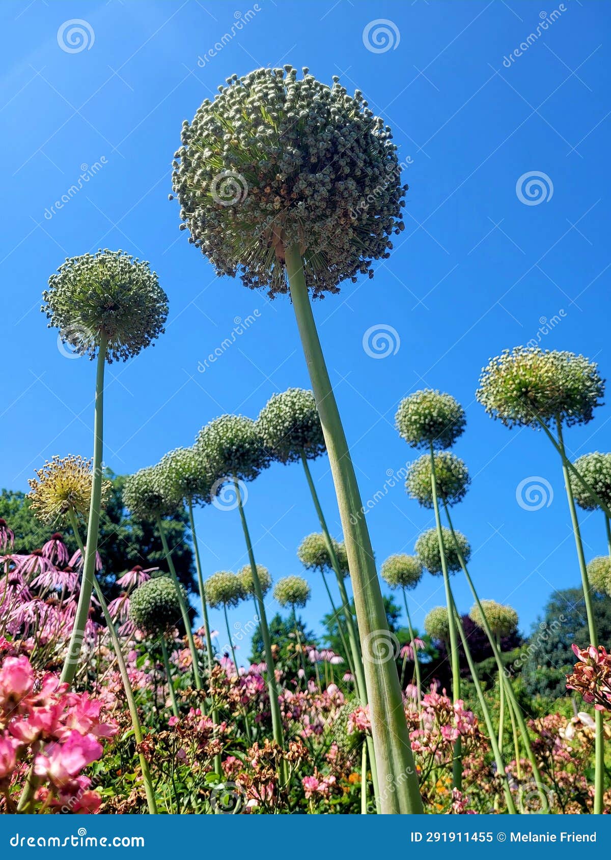 Giant Onion Flowers stock image. Image of plants, flowers - 291911455