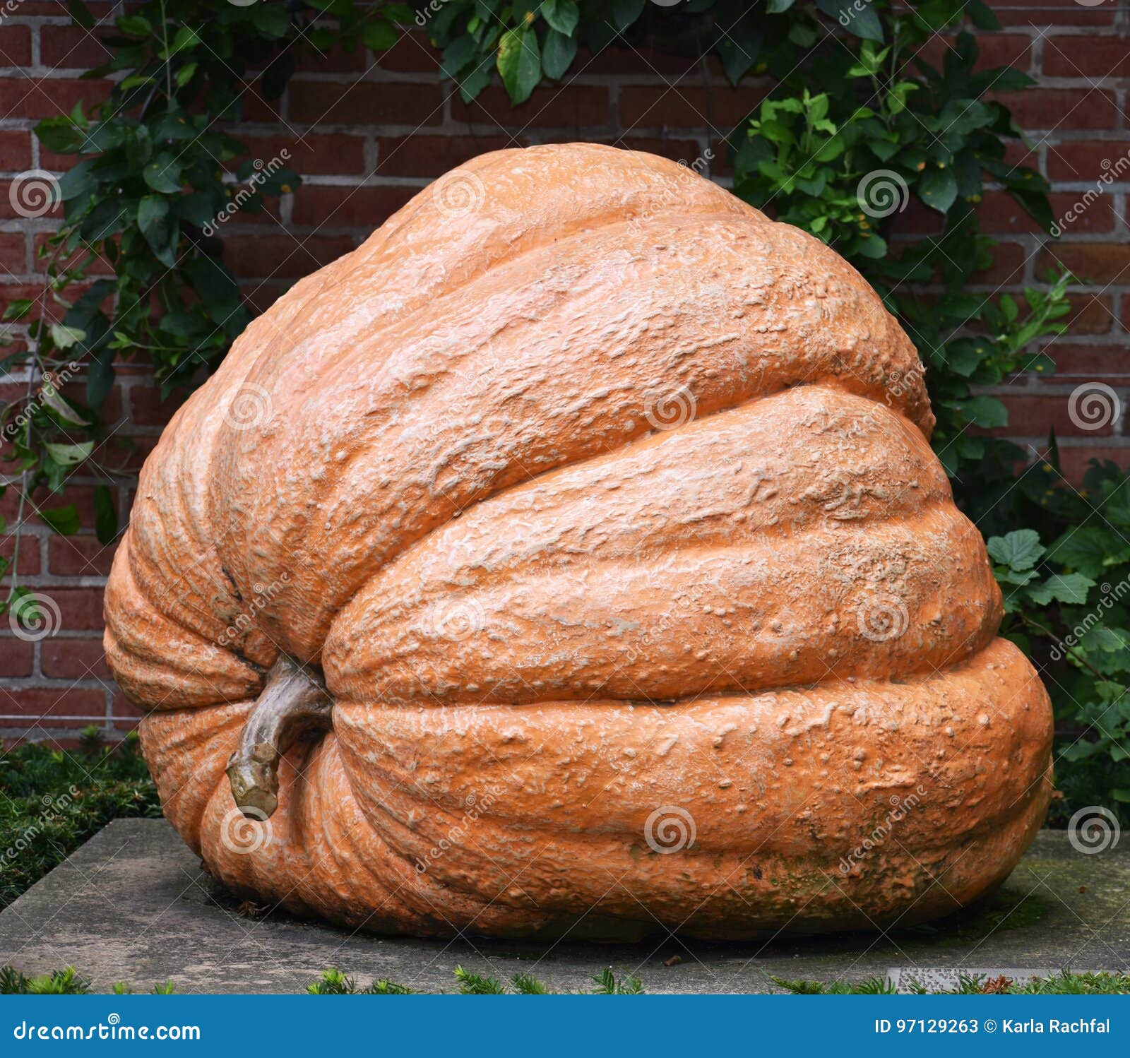 Giant Orange Pumpkin stock image. Image of food, cultivate - 97129263