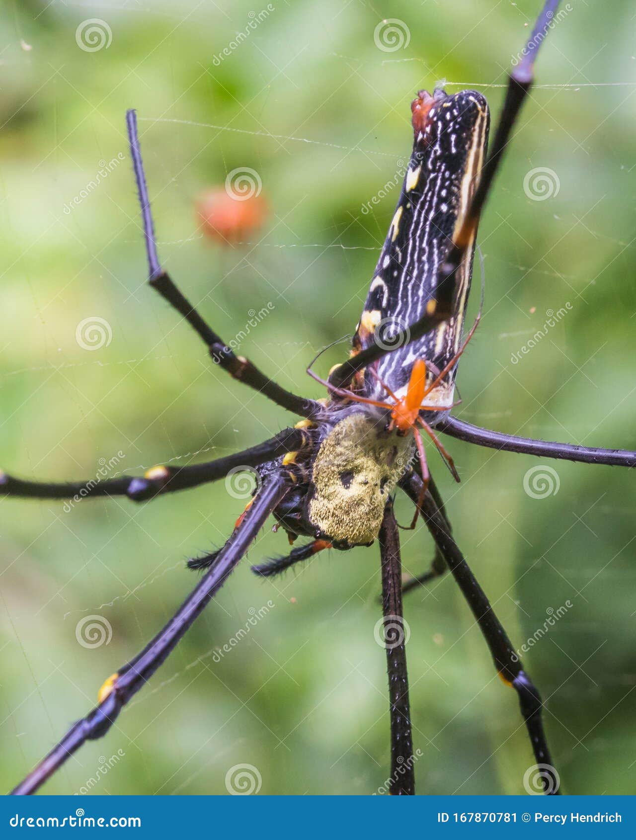 Giant Orb Web Spiders Are Having Sex Stock Image Image Of Garden