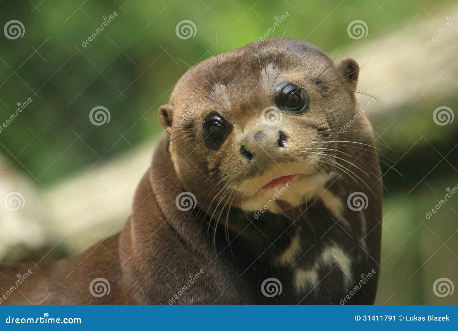 Giant Otter Pteronura Brasiliensis Swims In Lake In The Peruvian Amazon ...