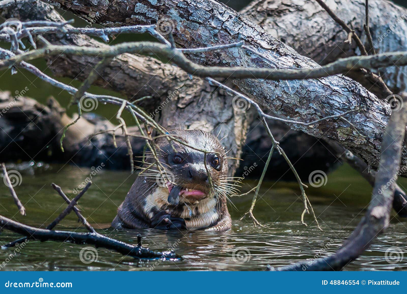 Giant Otter Eating in the Peruvian Amazon Jungle at Madre De Dios Peru ...