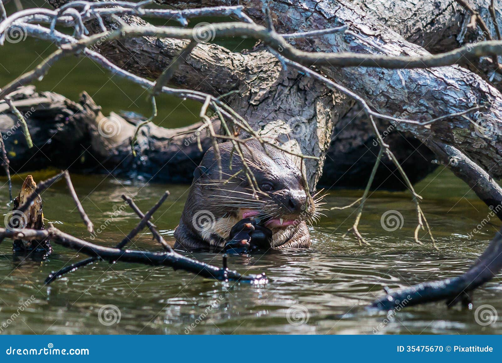 Giant Otter Eating in the Peruvian Amazon Jungle Stock Photo - Image of ...