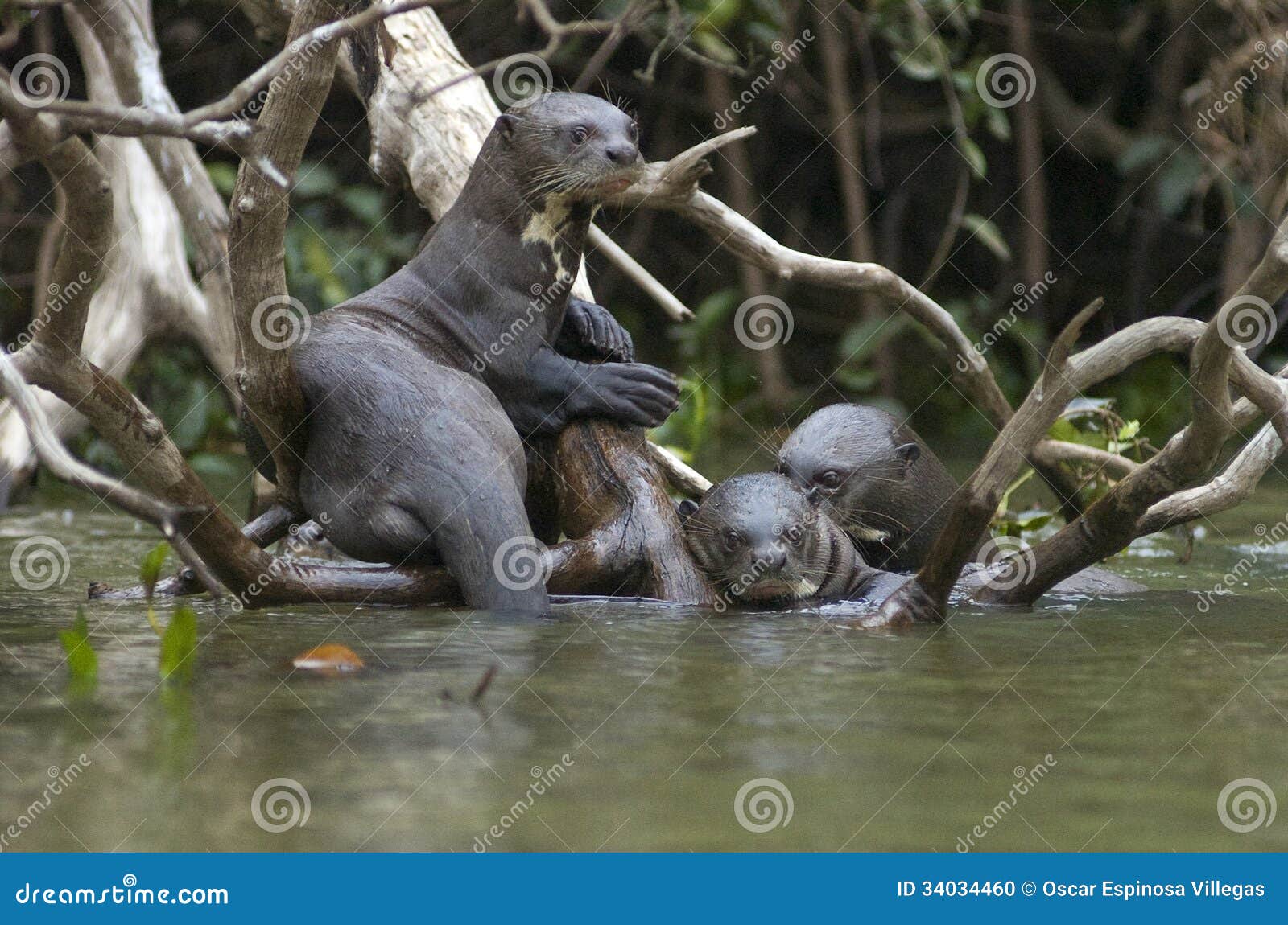 Giant otter stock photo. Image of river, brazil, wild - 34034460