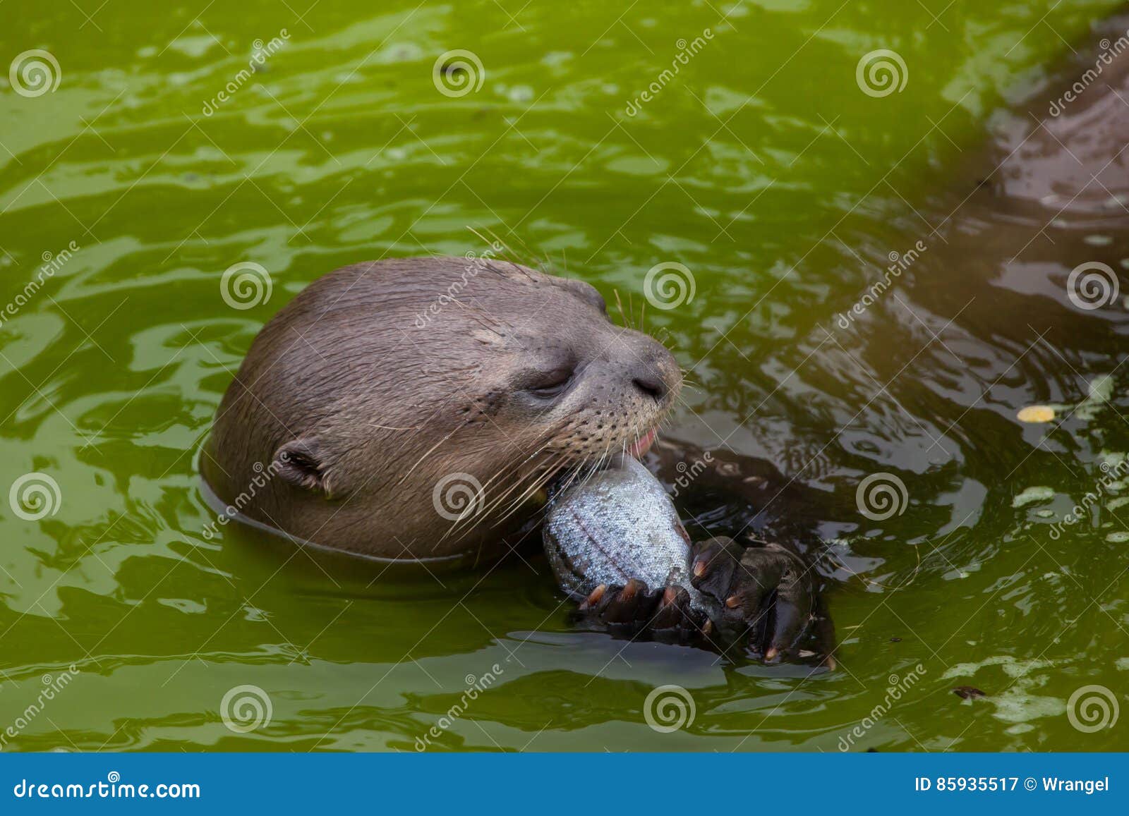 Giant Otter Pteronura Brasiliensis Swims In Lake In The Peruvian Amazon ...