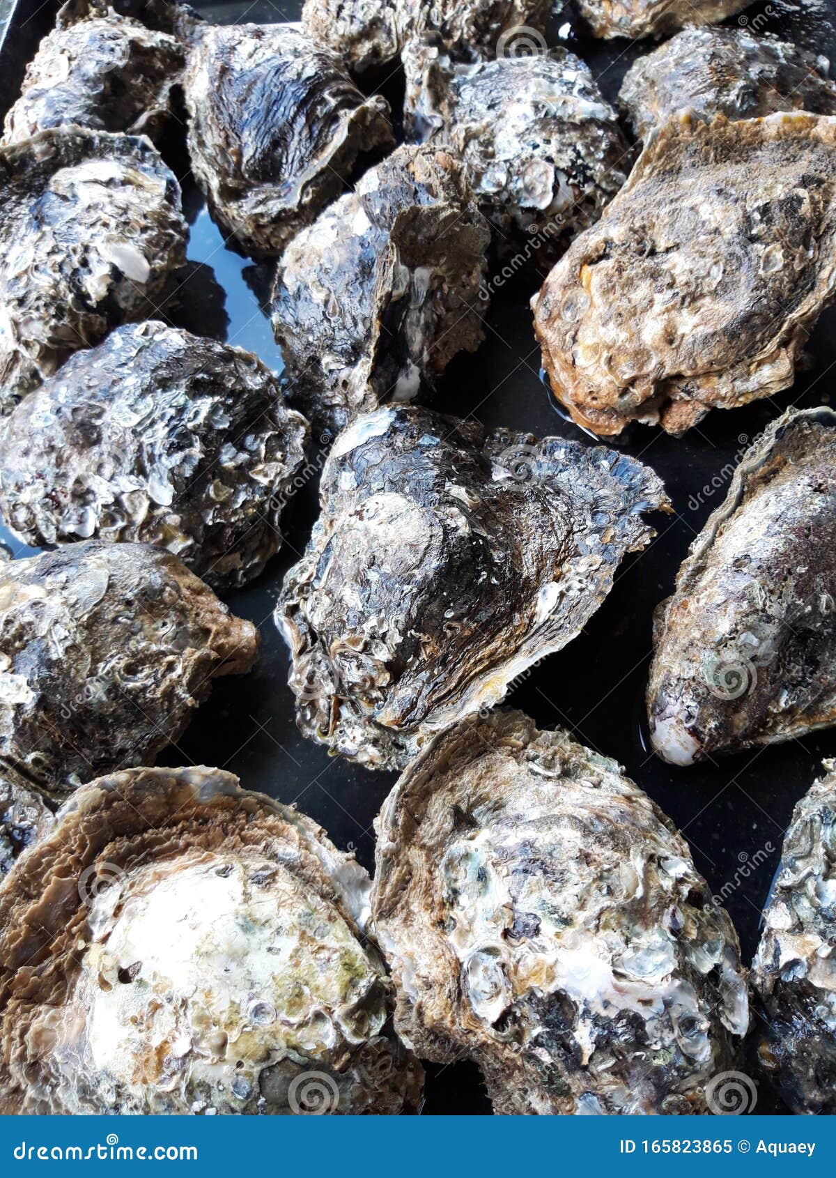 Giant oyster shell stock image. Image of shellfish, food - 165823865