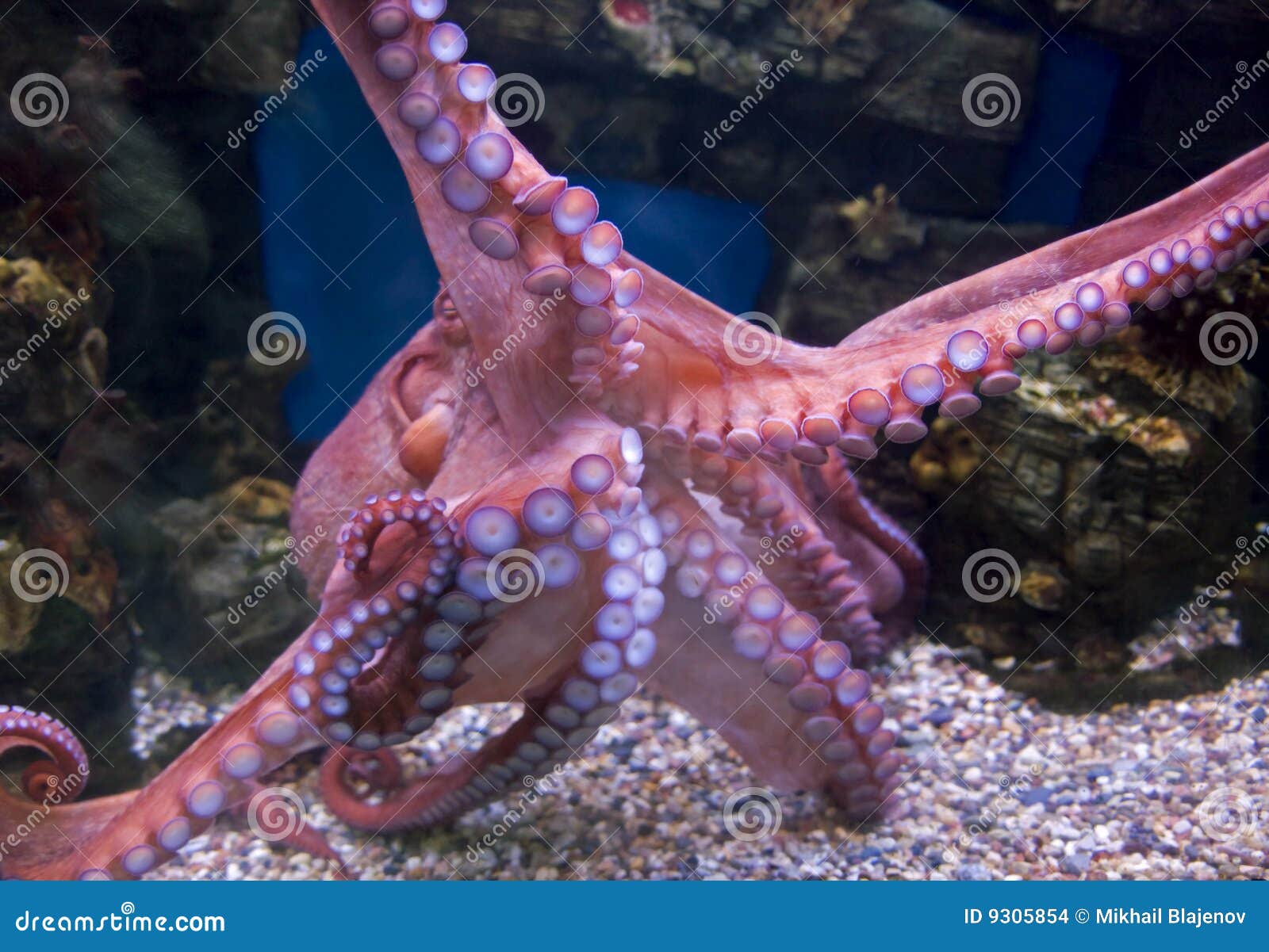 Giant pacific octopus 2 stock photo. Image of poikilothermic - 9305854