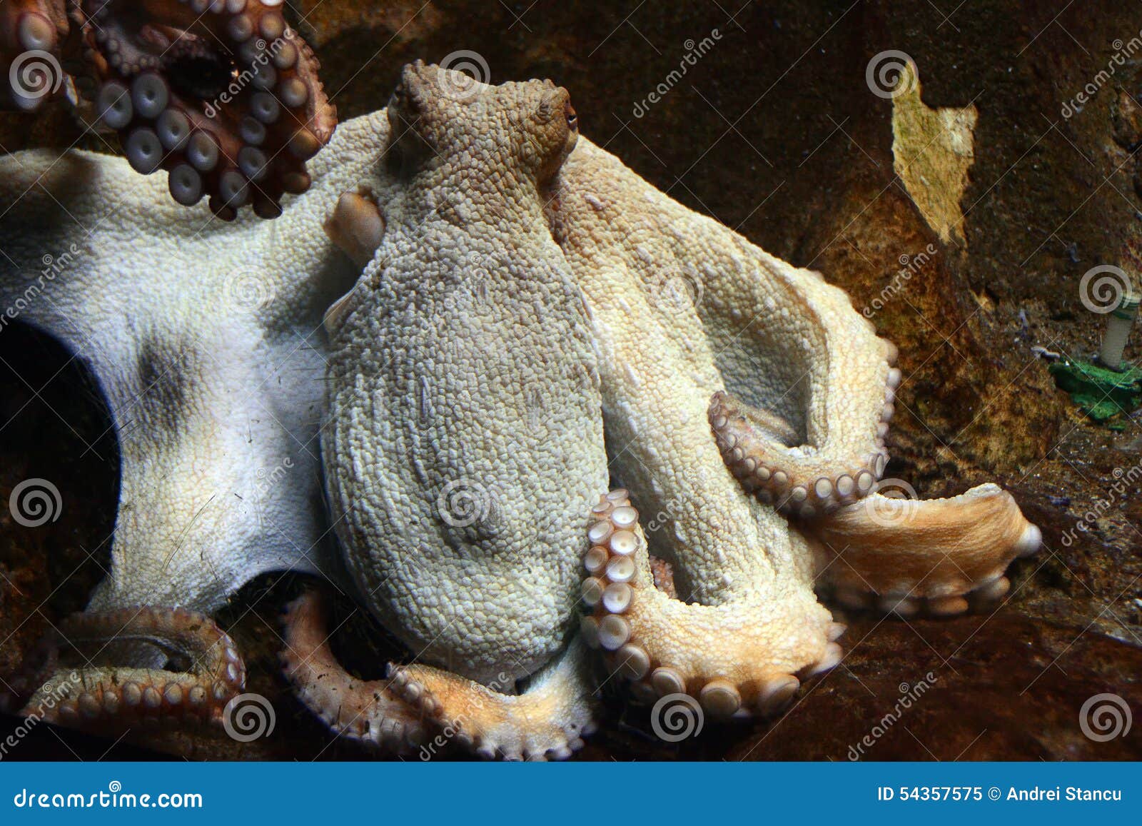 Giant pacific octopus stock image. Image of nature, suckers - 54357575