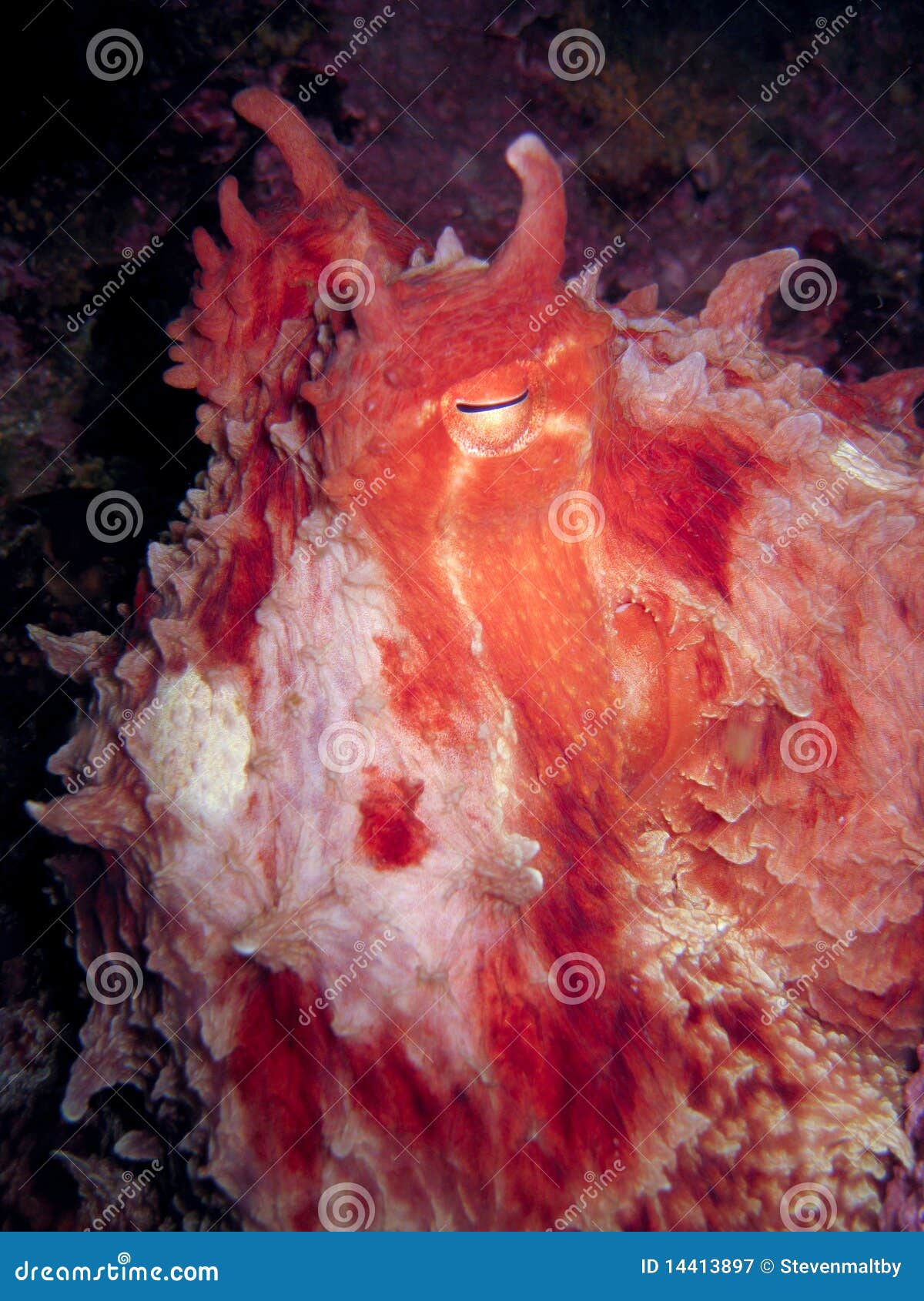 Giant Pacific Octopus Staring at Camera Stock Image - Image of ...