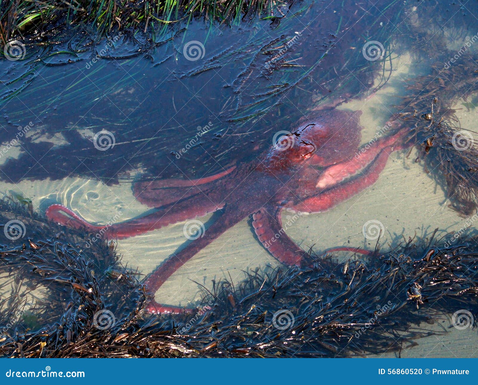 Giant Pacific Octopus in a Tide Pool Stock Photo - Image of pool ...