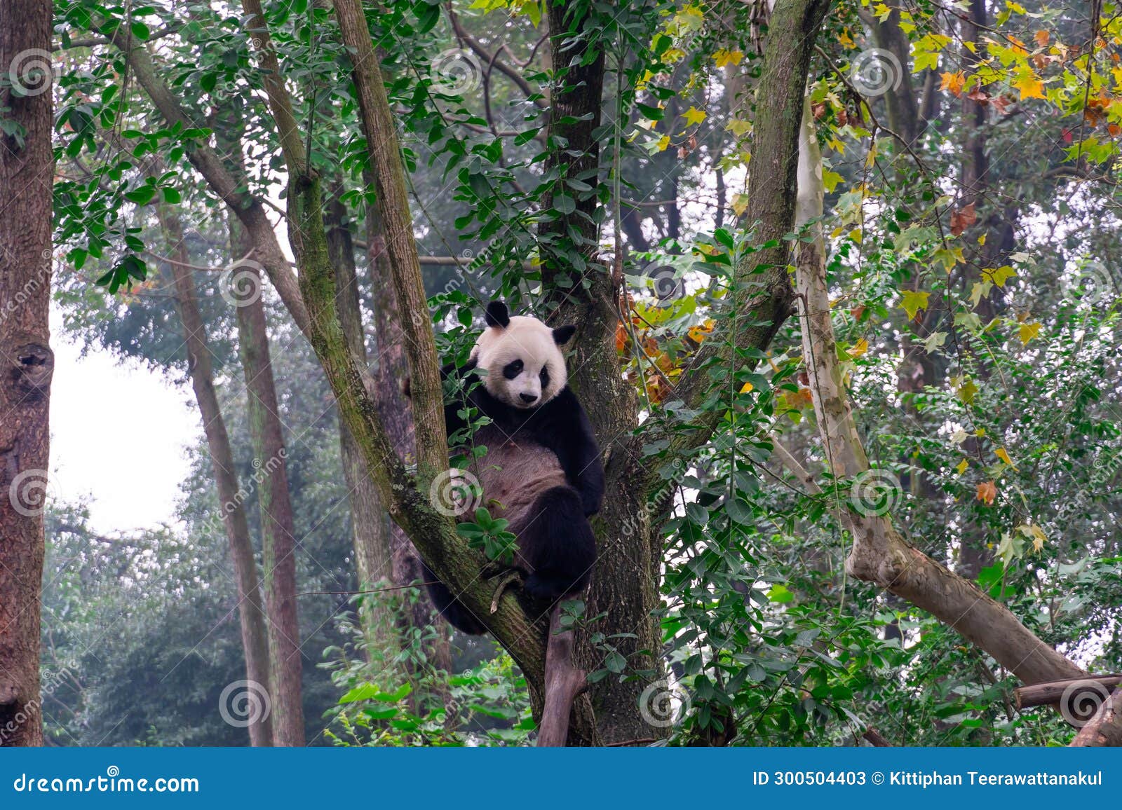 Giant pada on the tree stock image. Image of chengdu - 300504403
