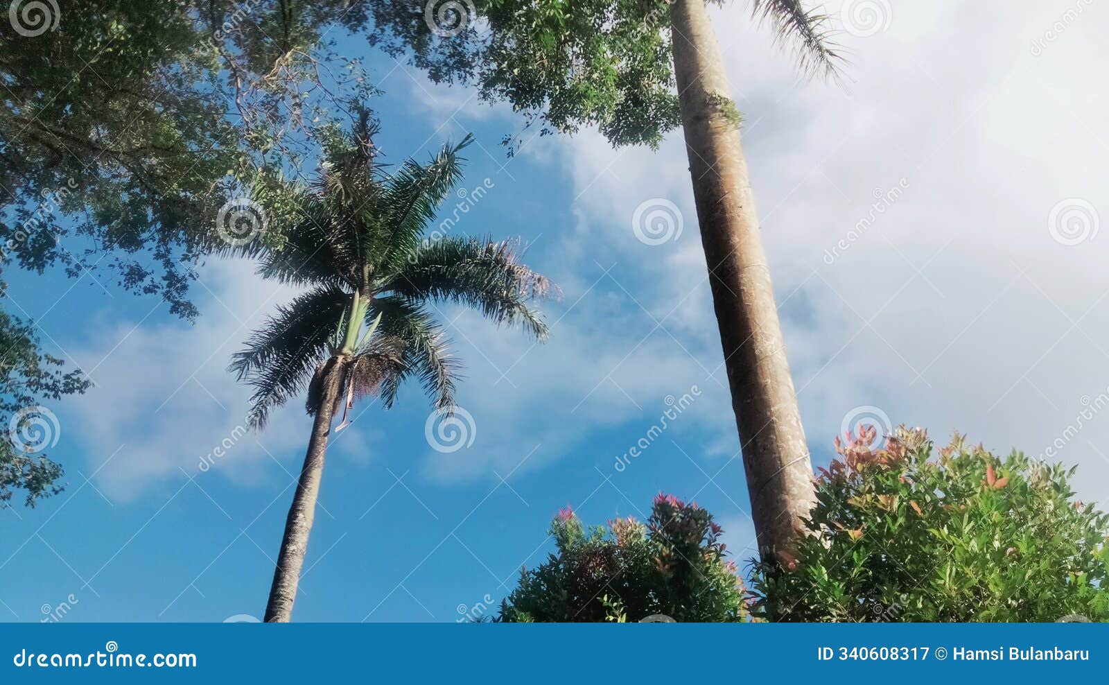 This is a Giant Palm Tree Planted in the Yard of the Regent of Sangihe ...