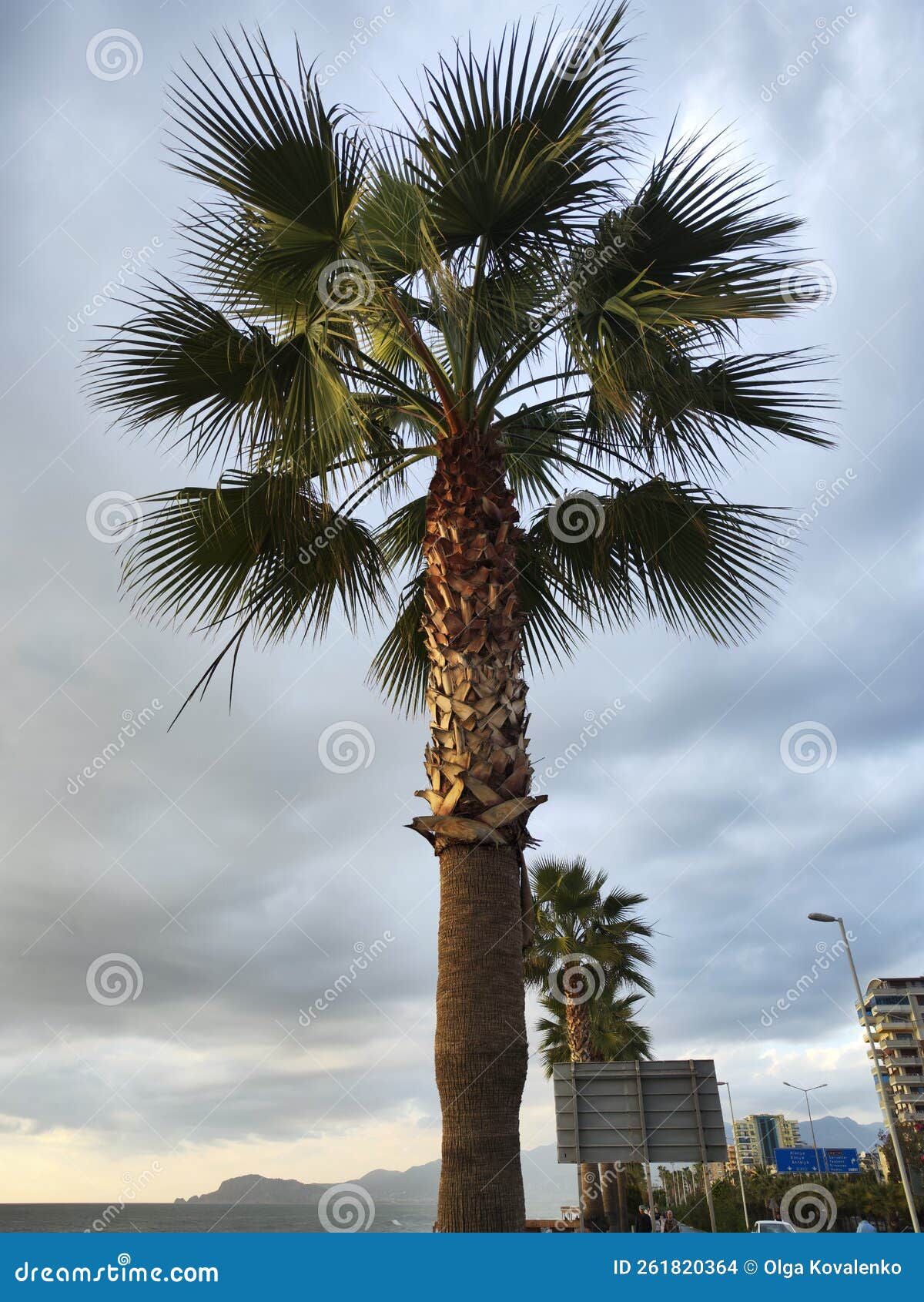 Giant palm tree in Turkey stock photo. Image of giant - 261820364
