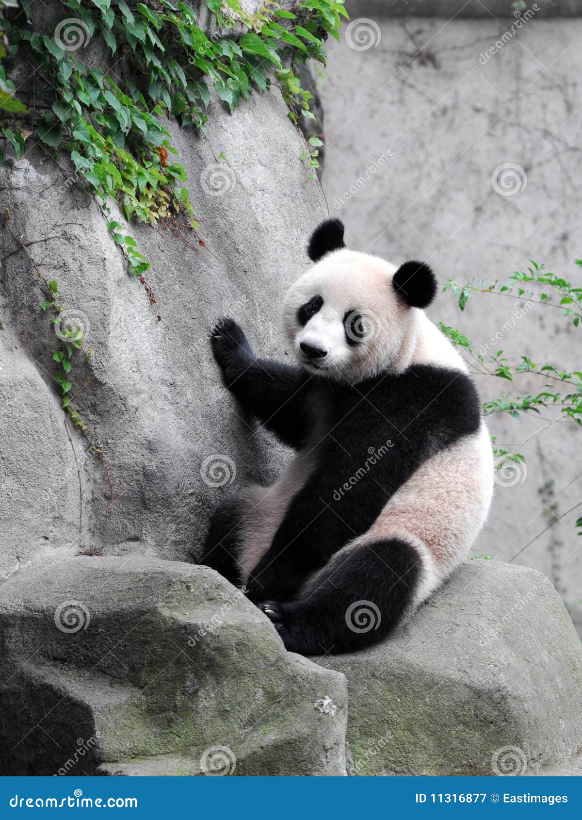 Giant Panda stock image. Image of holiday, mountain, portrait - 11316877