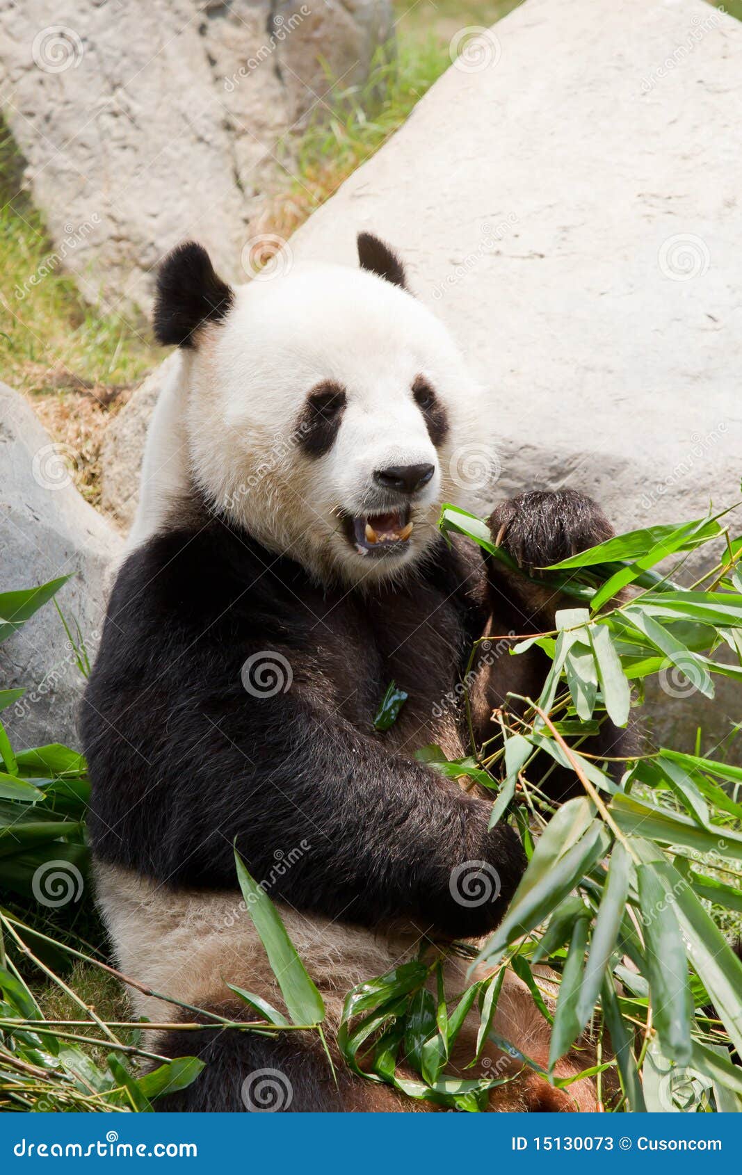 Giant Panda stock image. Image of breeding, nature, giant - 15130073