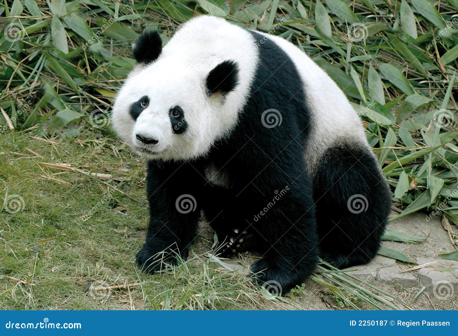 Giant panda stock image. Image of eating, endangered, relaxing - 2250187