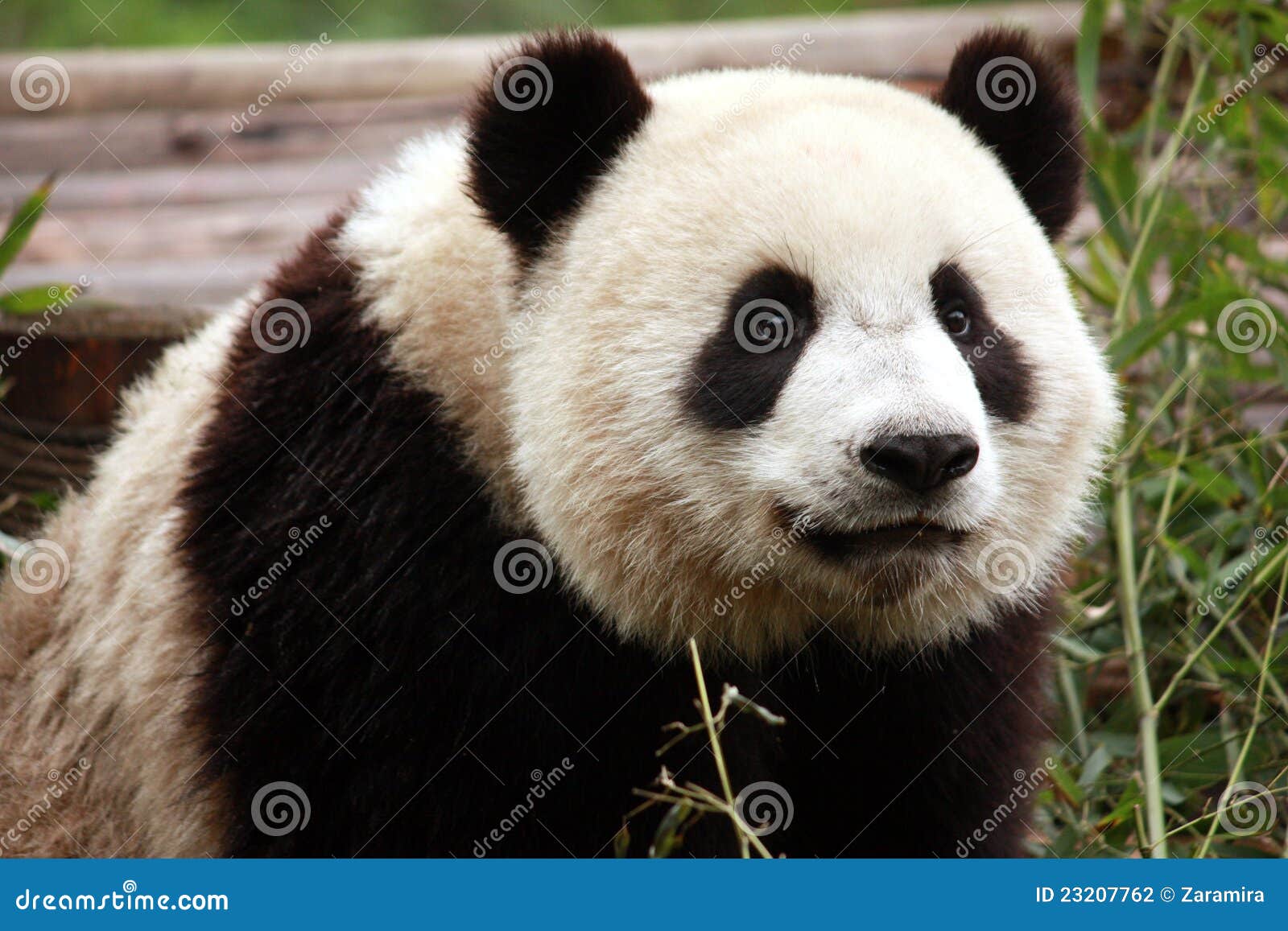Giant panda stock photo. Image of green, black, asia - 23207762