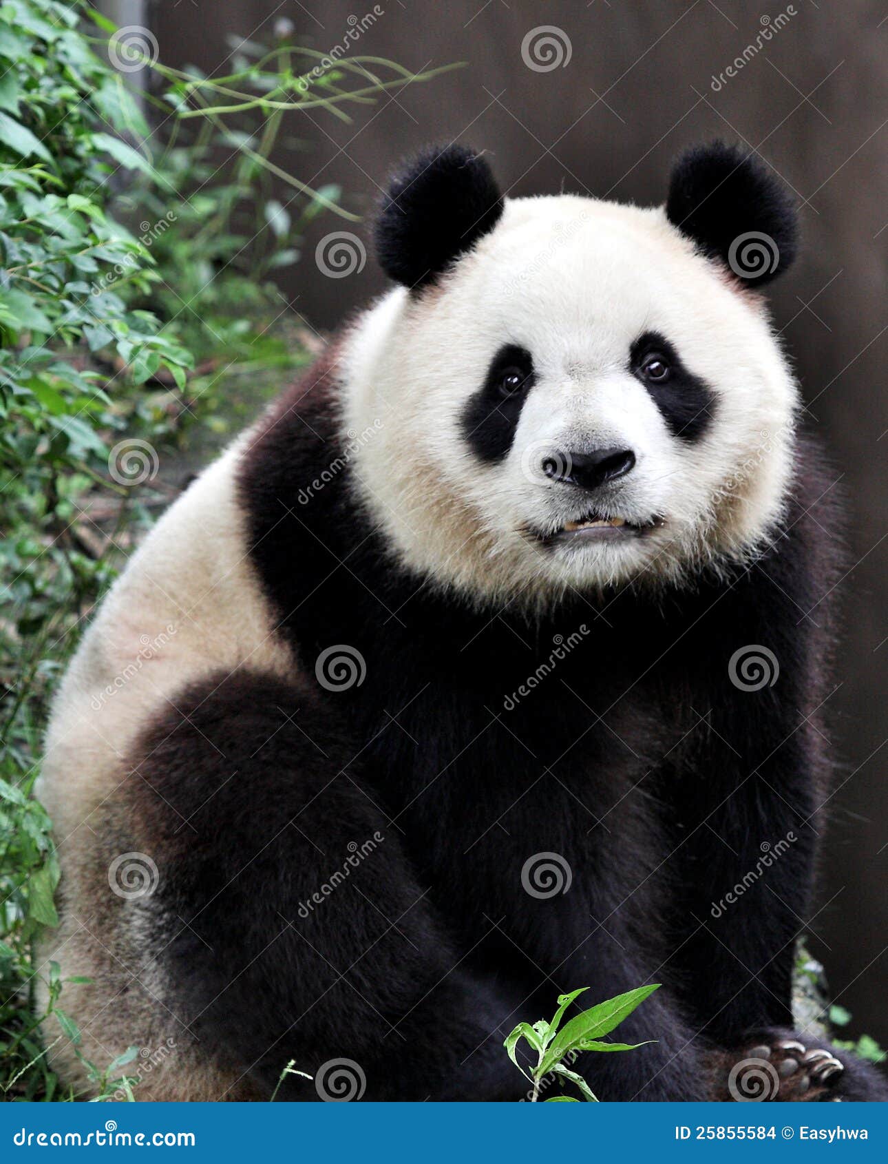 A giant panda stock photo. Image of nature, panda, love - 25855584