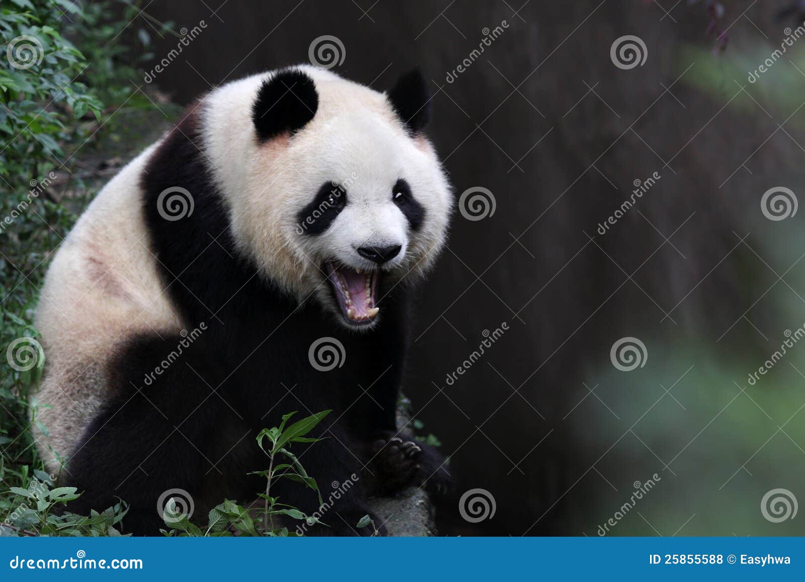 A giant panda stock photo. Image of base, black, cute - 25855588
