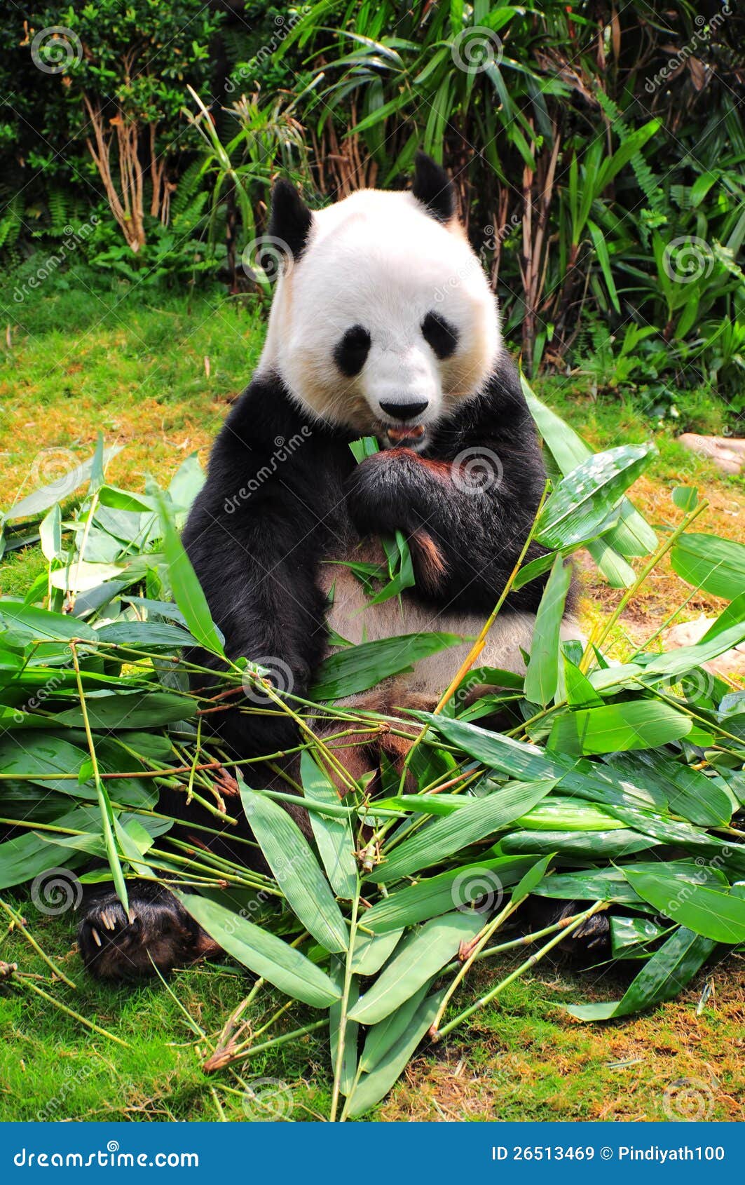 A Giant Panda Is Sending A Sweetly Smile To The Audiences Royalty-Free ...