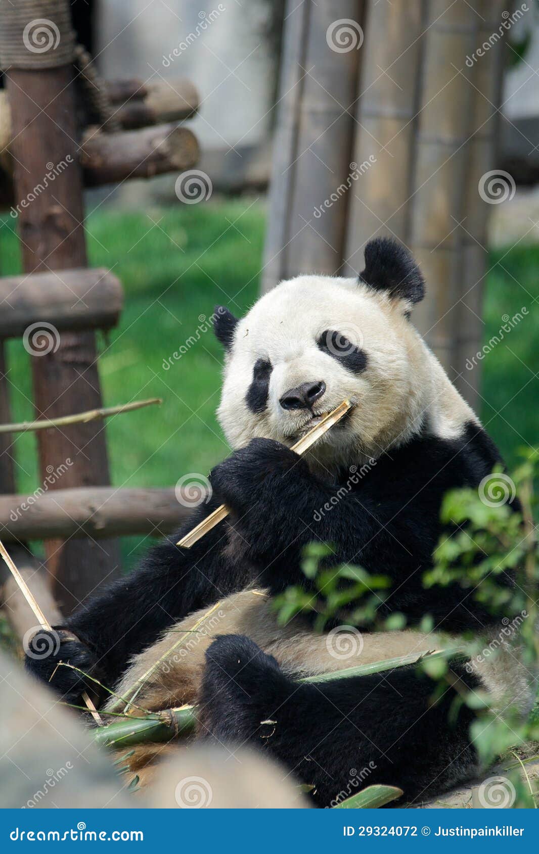 Giant Panda stock photo. Image of ethnicity, eating, culture - 29324072