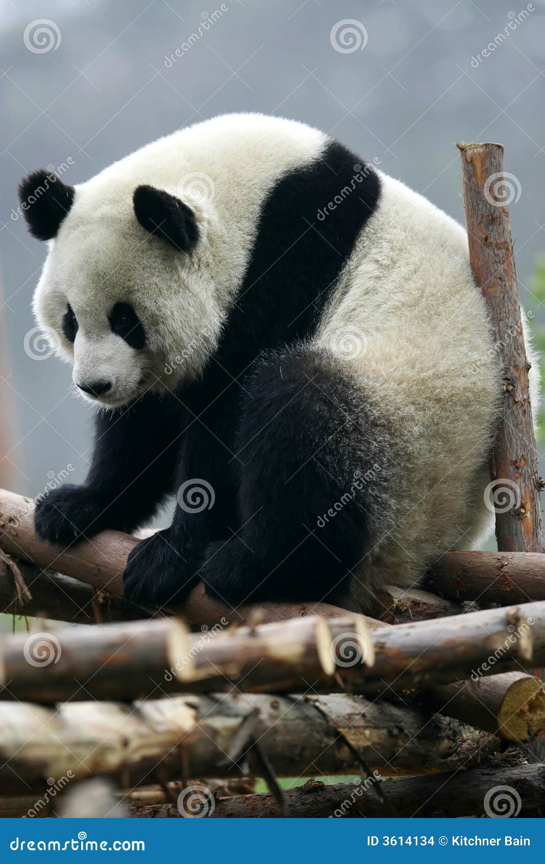 Giant Panda stock photo. Image of chinese, wild, snout - 3614134