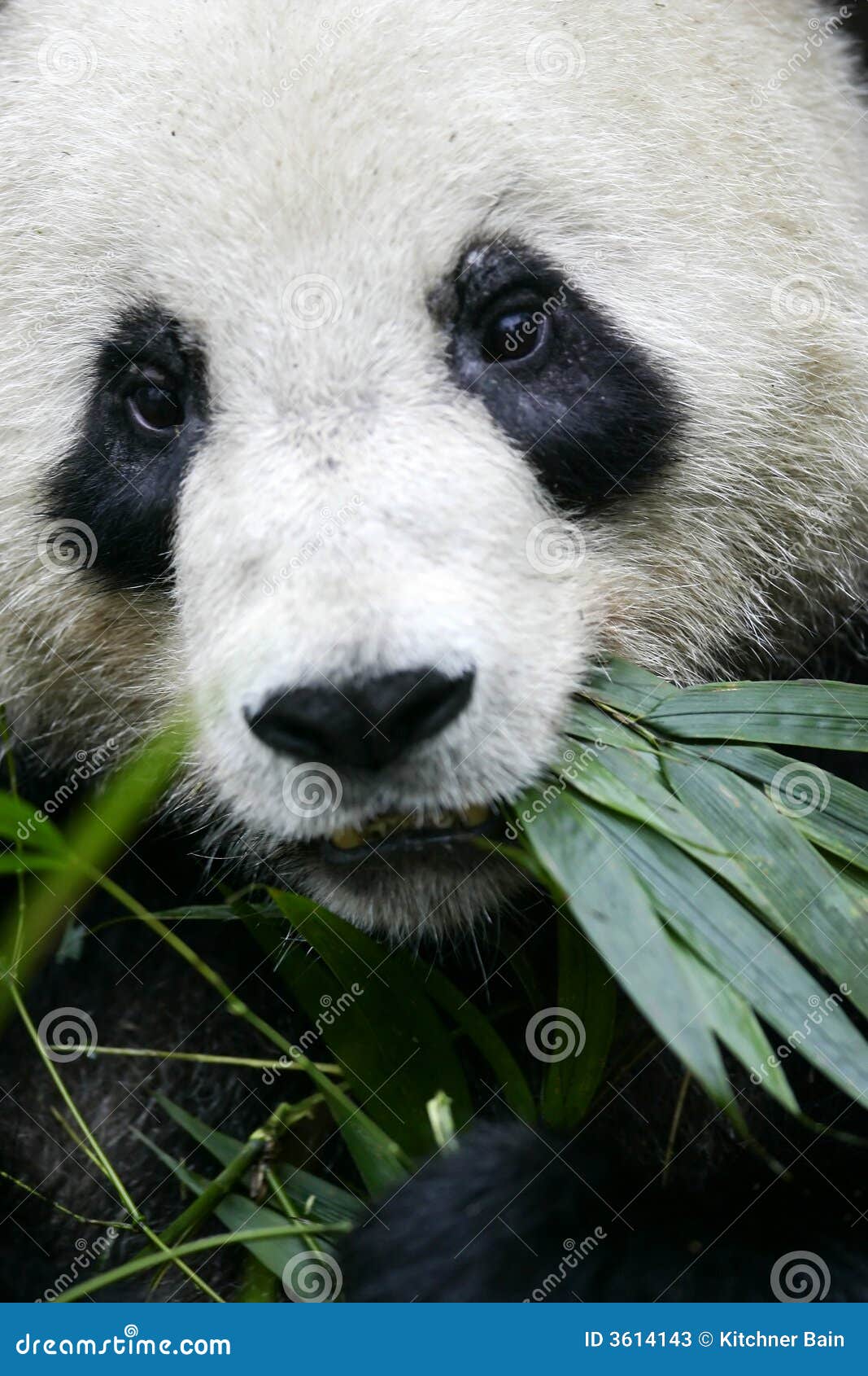 Giant Panda stock image. Image of bamboo, china, nose - 3614143
