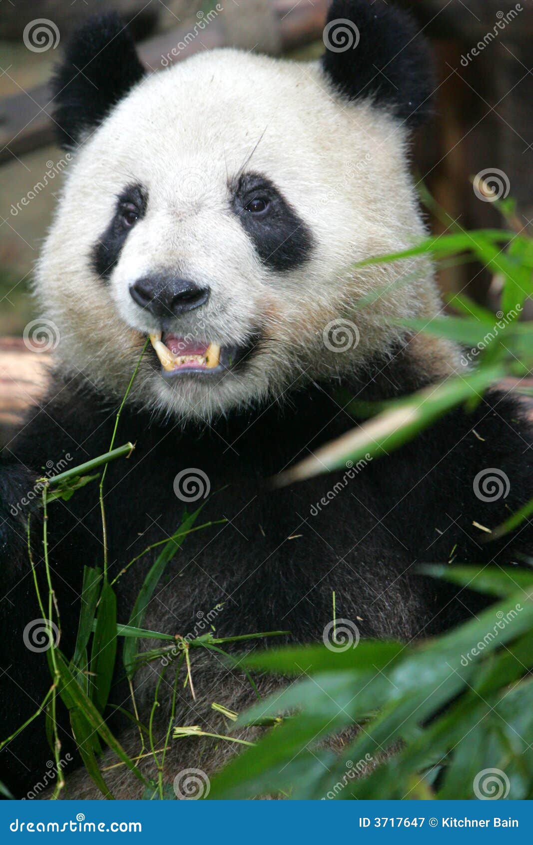 Giant Panda stock image. Image of animal, giant, nature - 3717647
