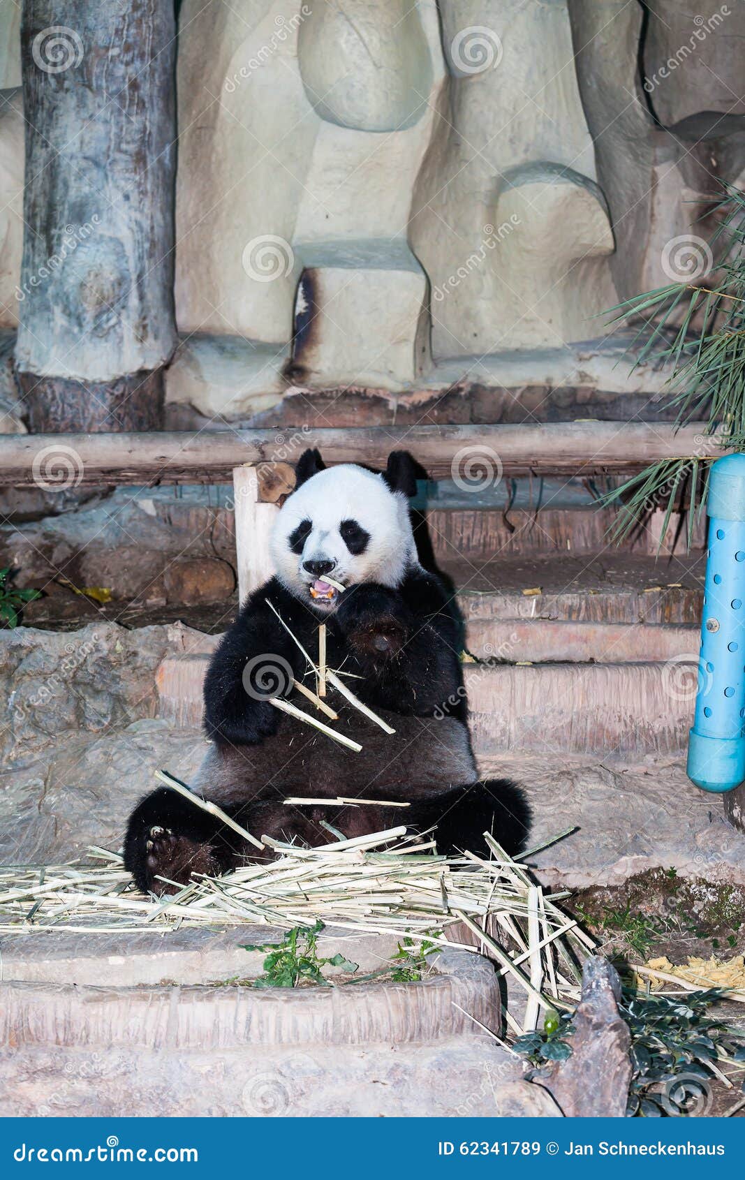 Giant Panda stock image. Image of asian, panda, cute - 62341789