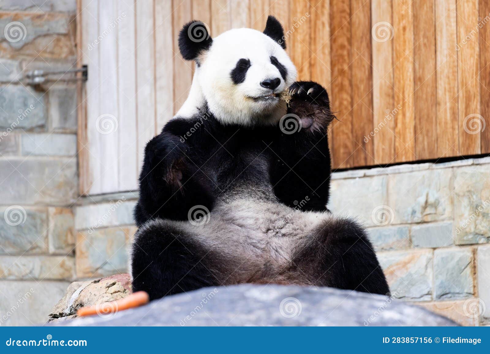 Giant Panda in Australia stock photo. Image of cute - 283857156