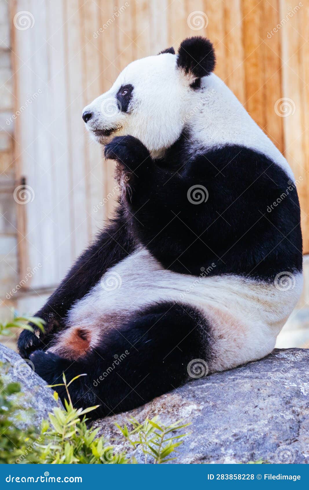 Giant Panda in Australia stock photo. Image of walking - 283858228