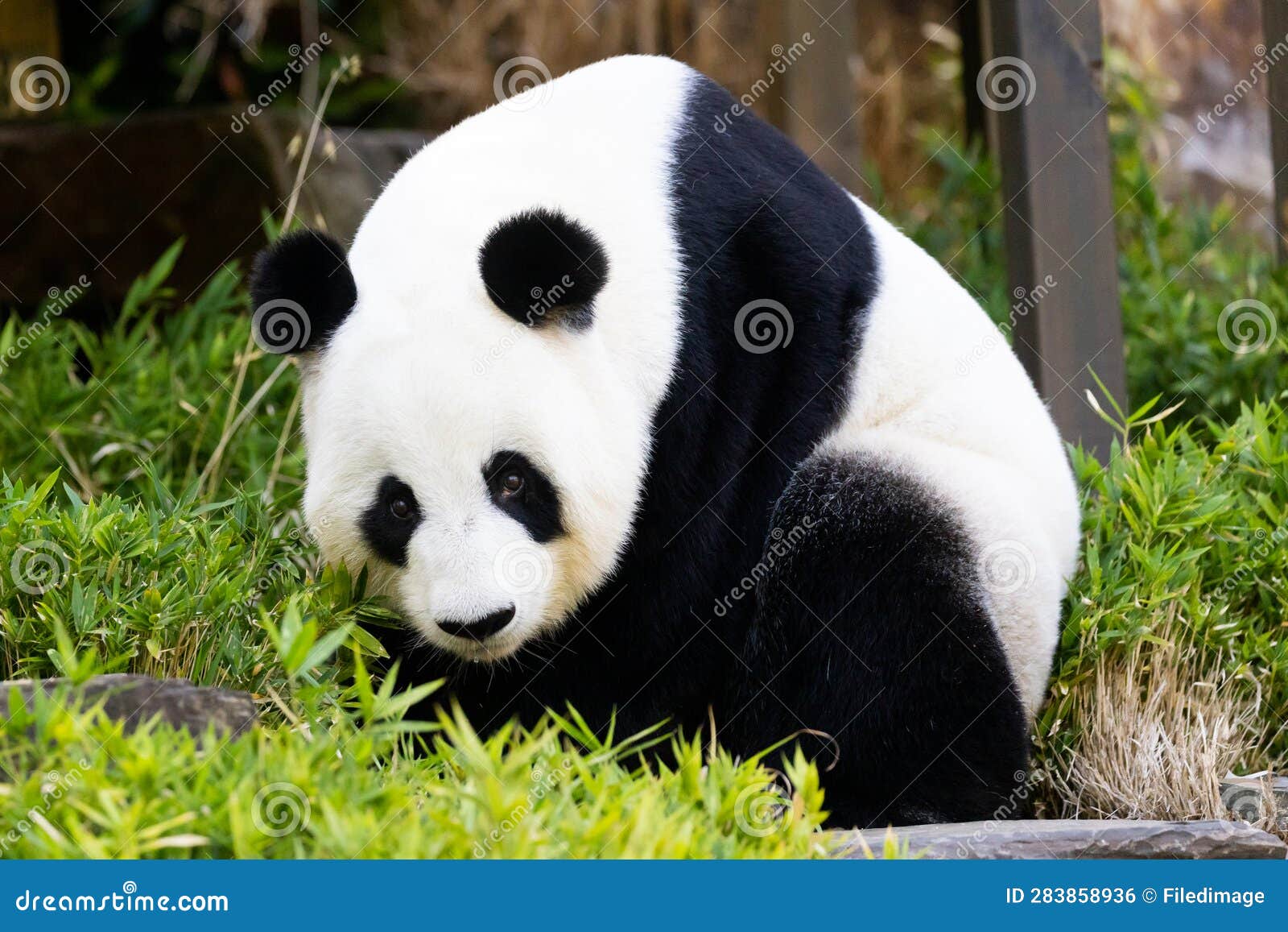 Giant Panda in Australia stock photo. Image of australia - 283858936