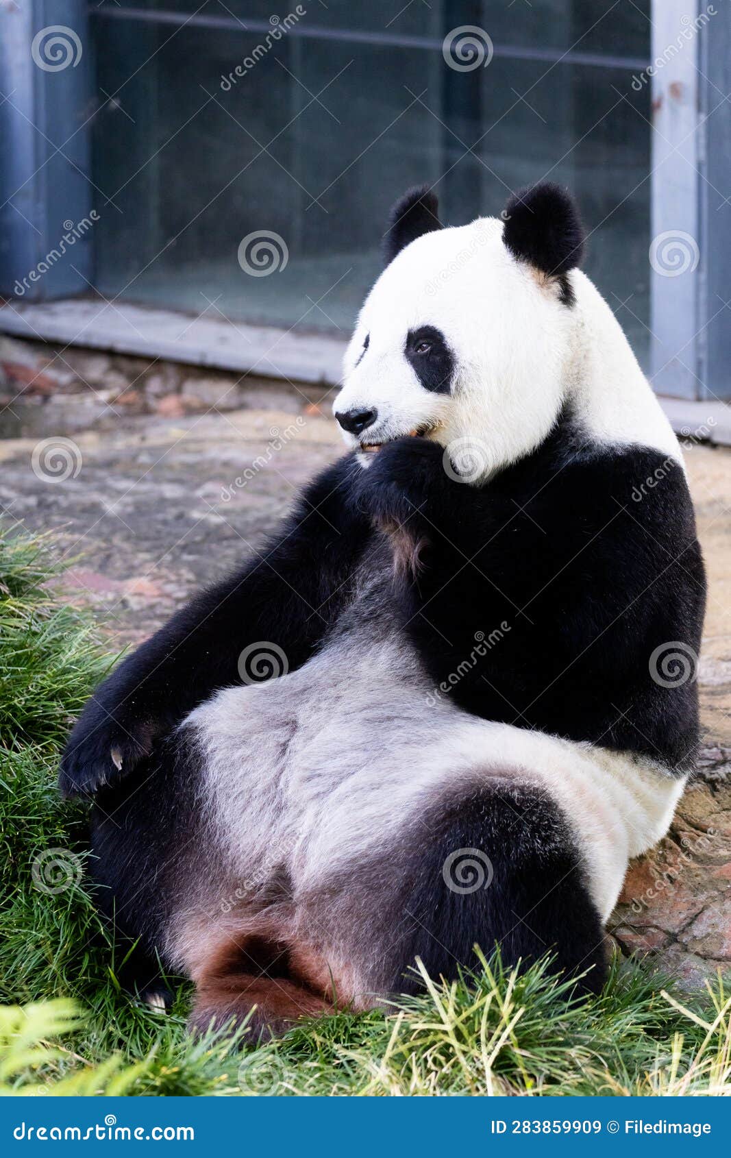 Giant Panda in Australia stock image. Image of walking - 283859909
