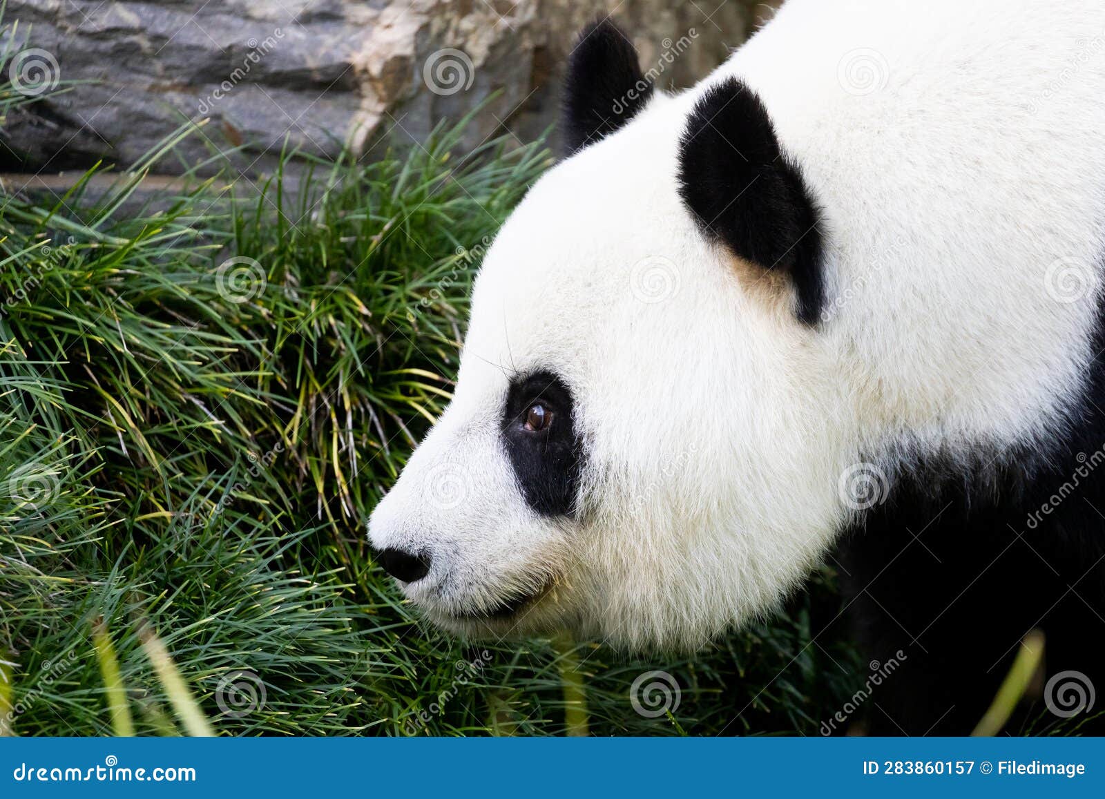 Giant Panda in Australia stock image. Image of animal - 283860157